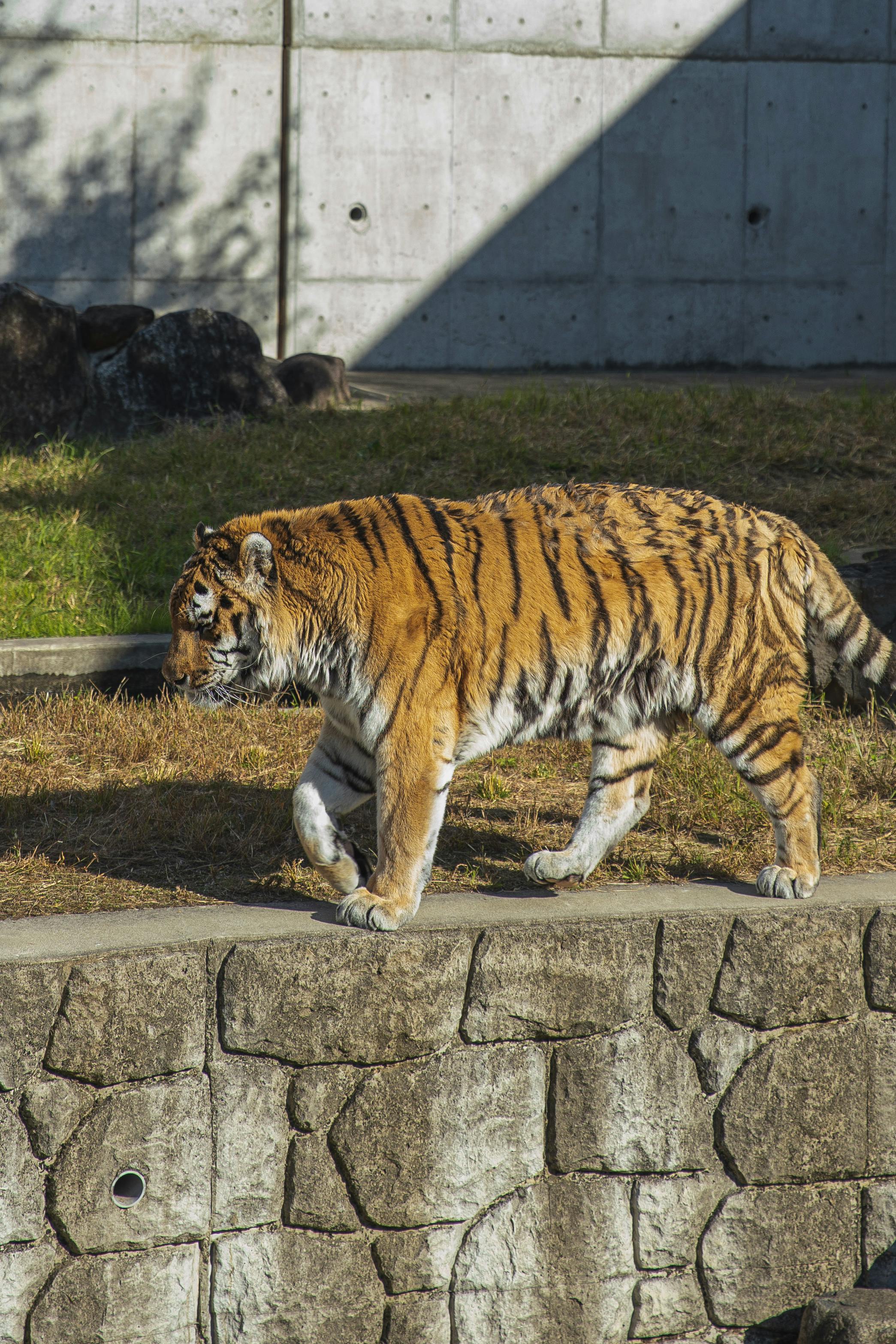 Tiger walking on pathway zoo enclosure · Free Stock Photo