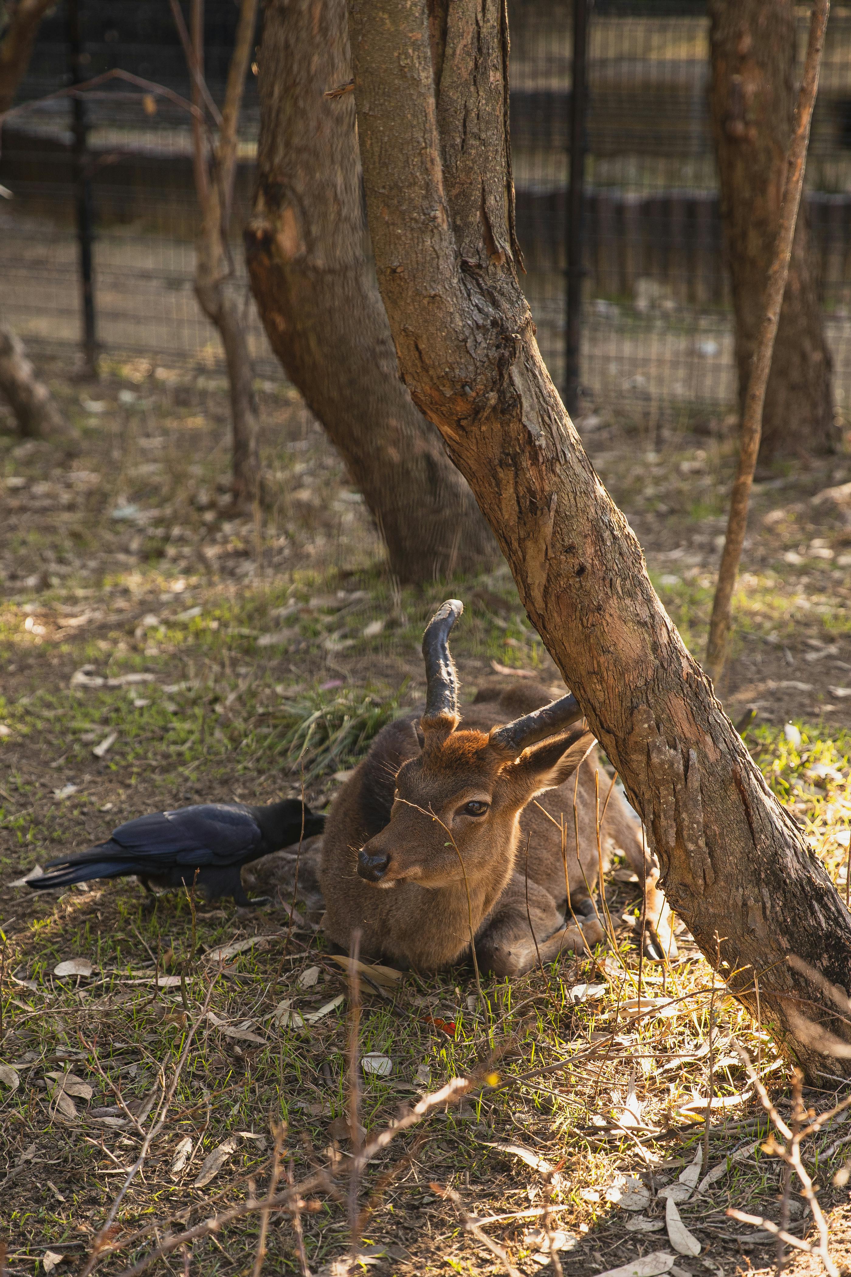Adorable roe deer and raven resting on grass near tree · Free Stock Photo