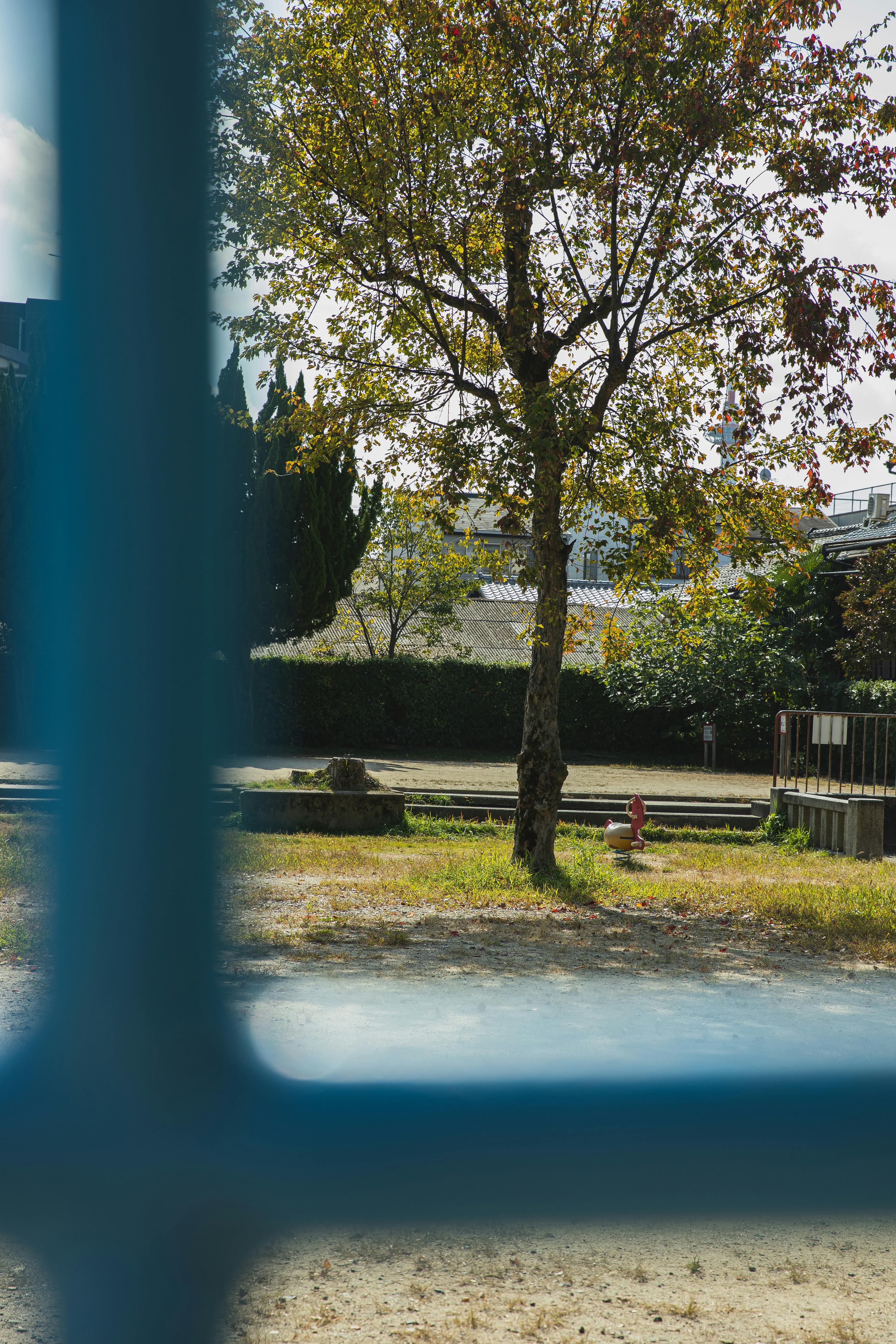 Empty yard with green tree in sunny day · Free Stock Photo