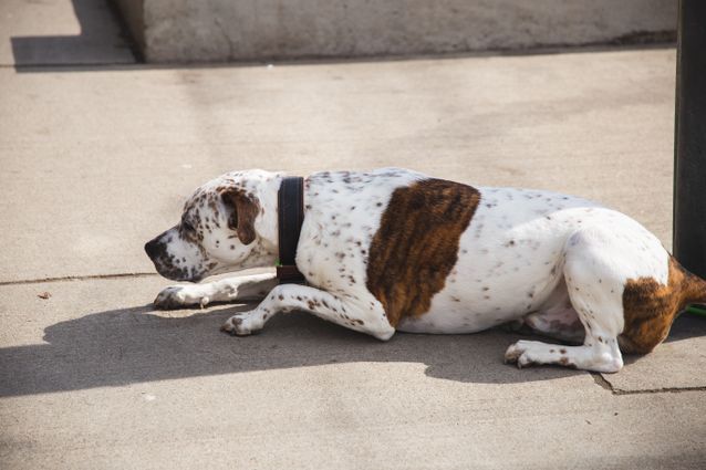 Alabai Dog Care: Needs, Temperament, and Training Tips