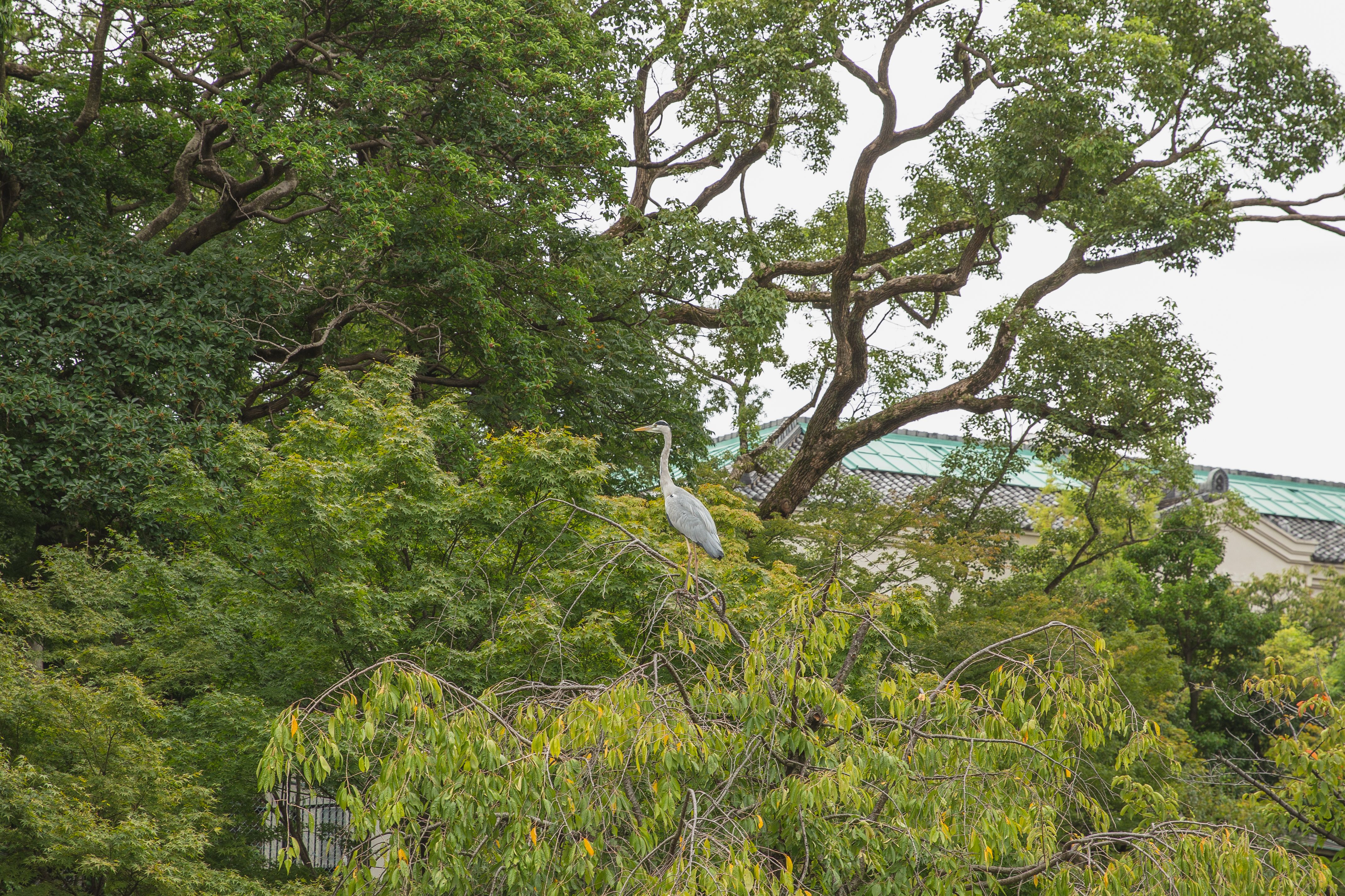 Graceful heron perching on tree branch · Free Stock Photo