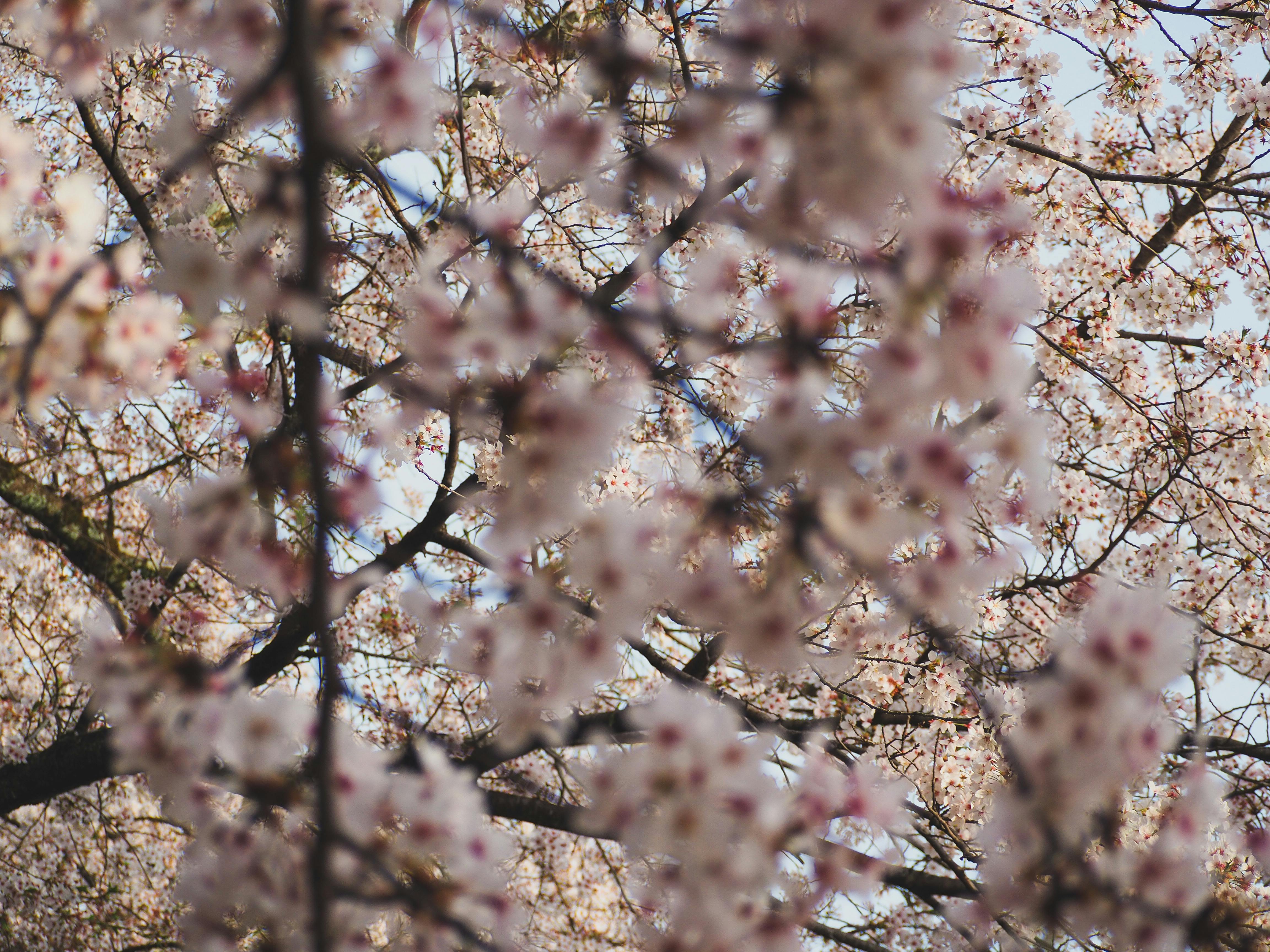 Blossoming tree against clear blue sky · Free Stock Photo
