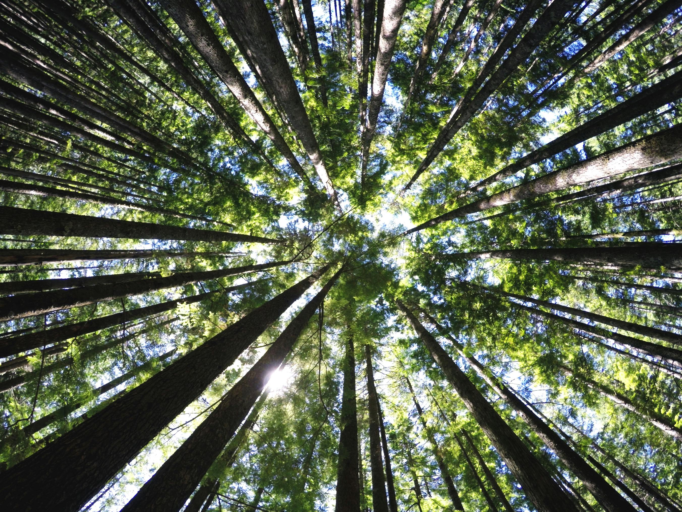Free stock photo of forest, ray of sunshine, trees