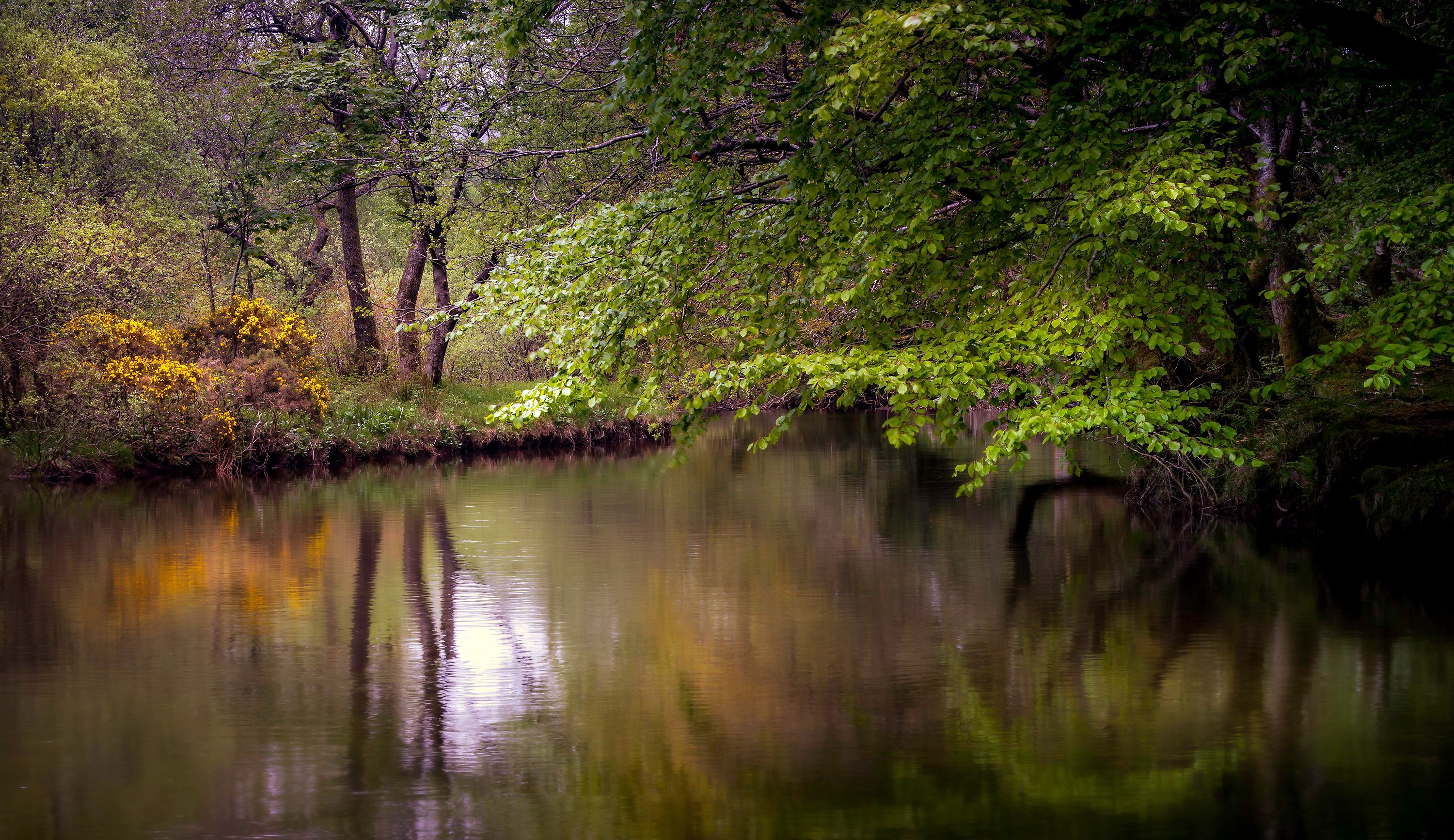 Green Branch Tree Touching Water Surface · Free Stock Photo