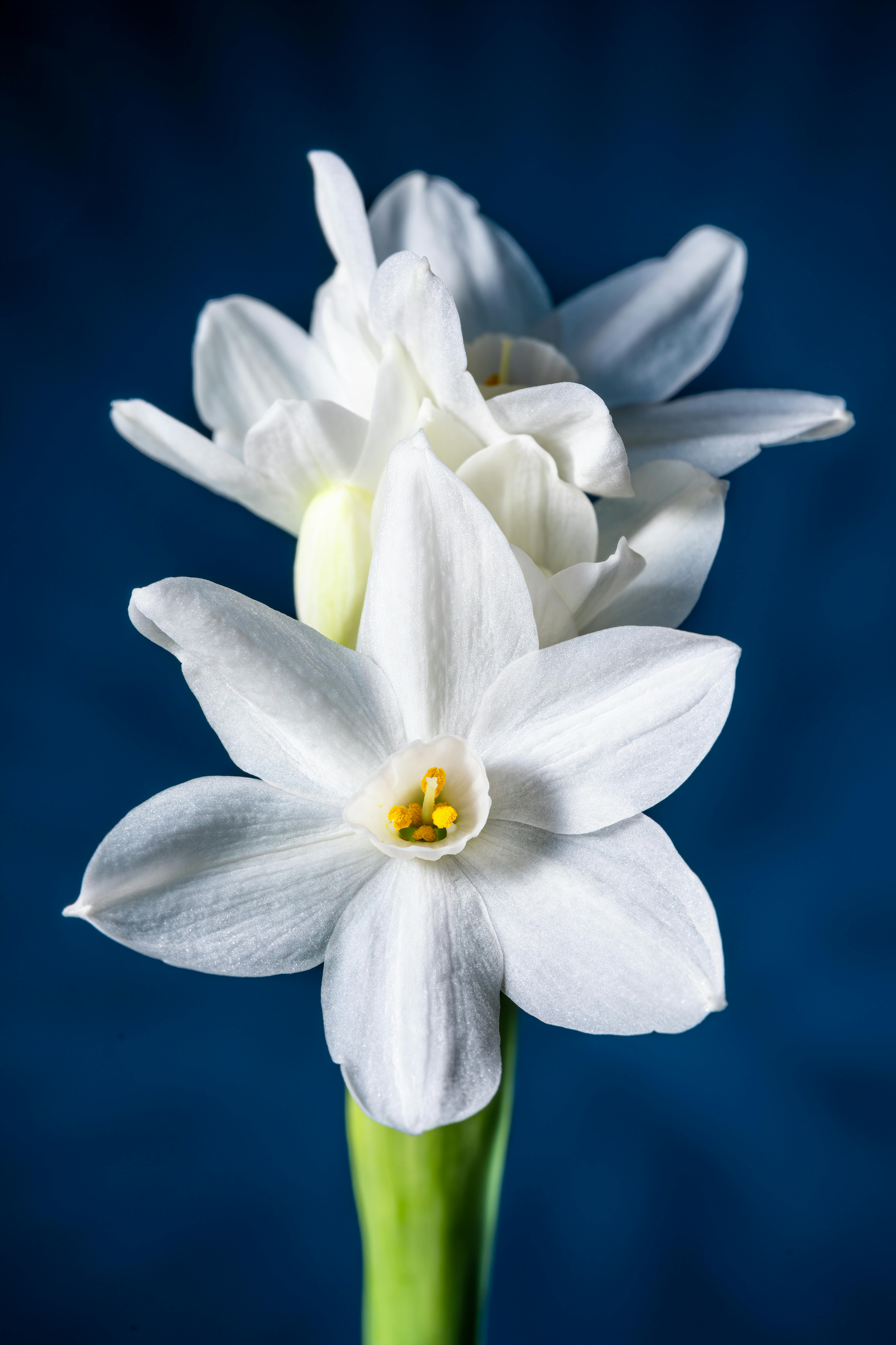 White narcissus with green stem · Free Stock Photo