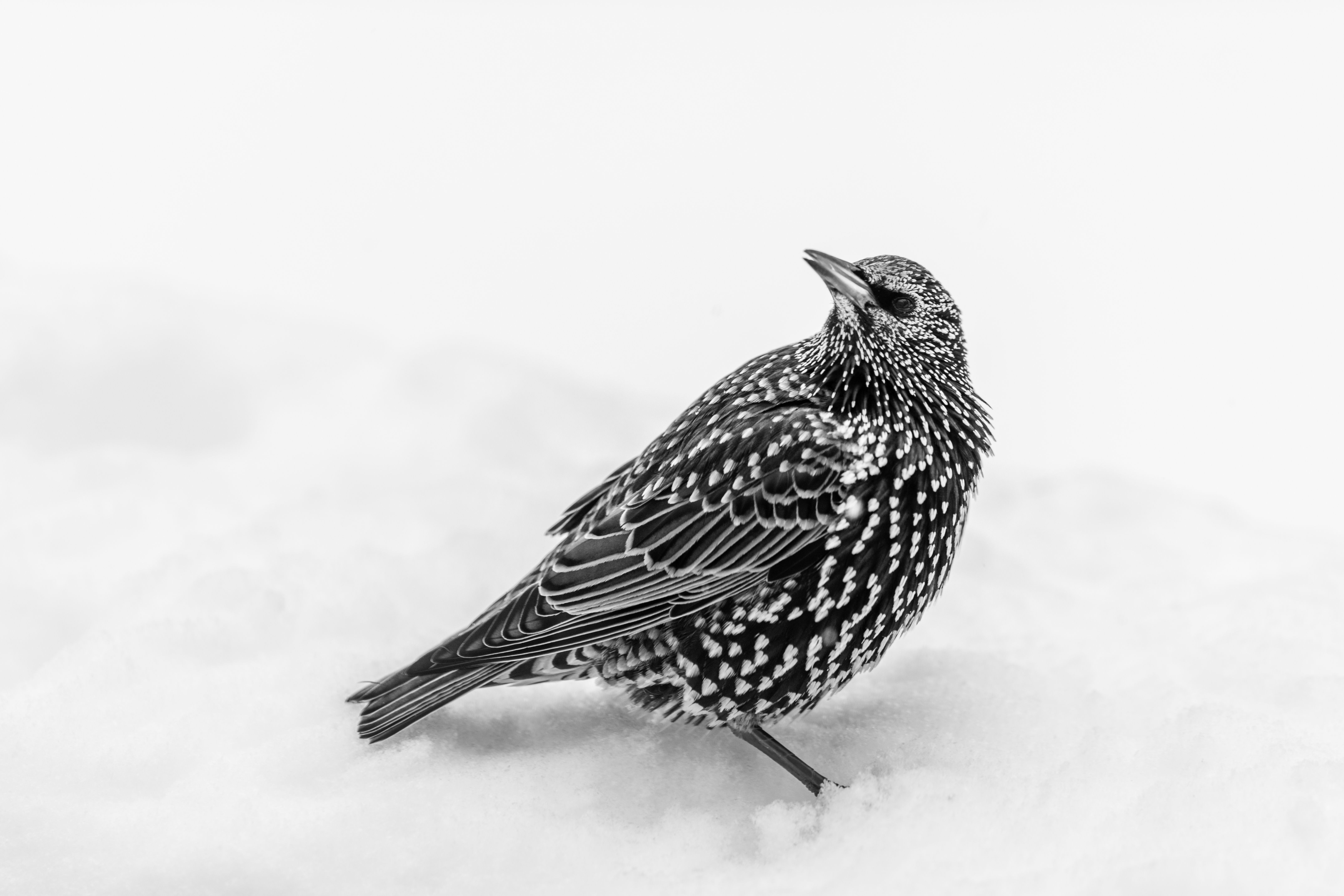 Migration Season Photos, Download The BEST Free Migration Season Stock ...