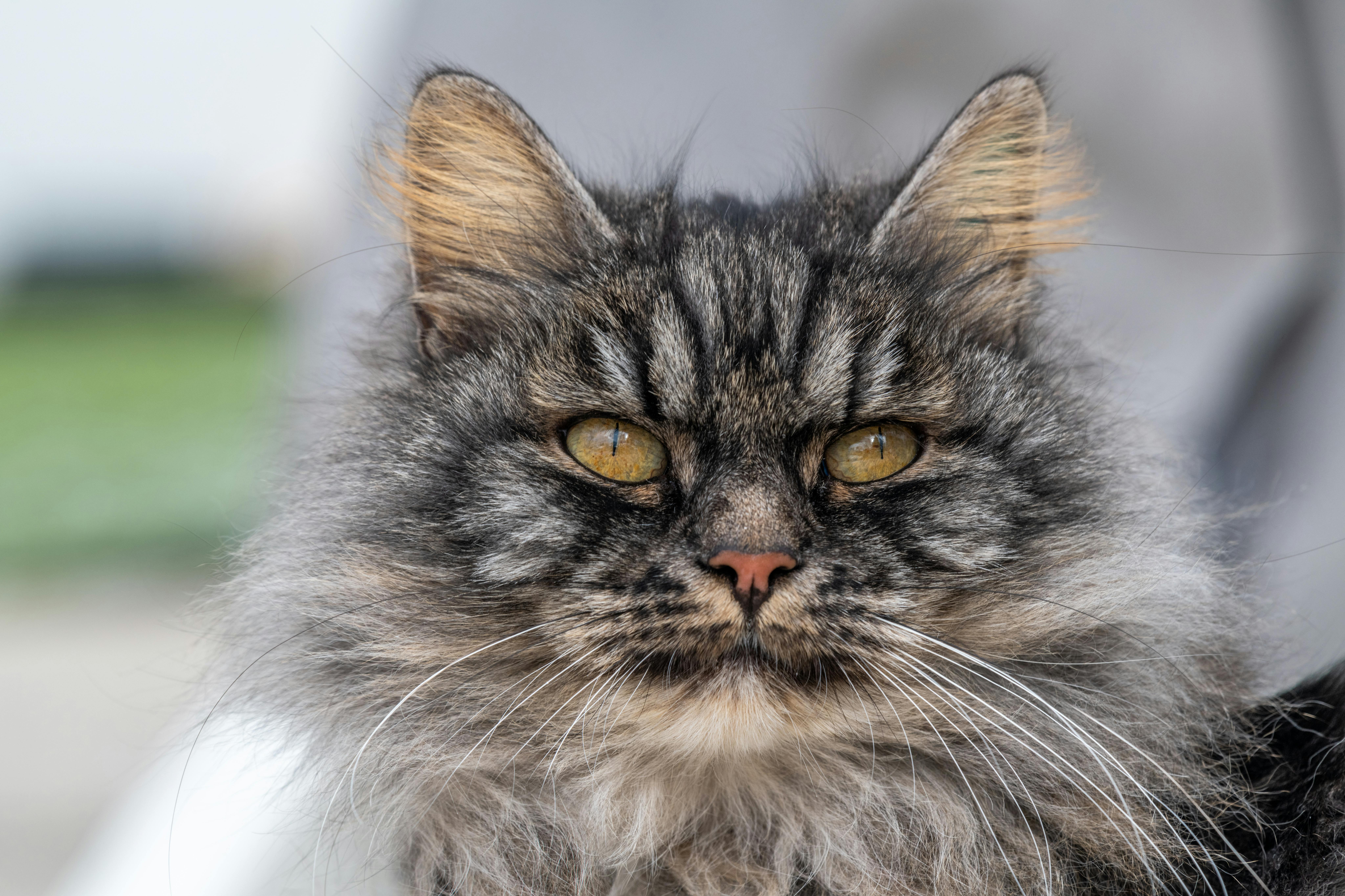 Fluffy gray cat standing in park · Free Stock Photo