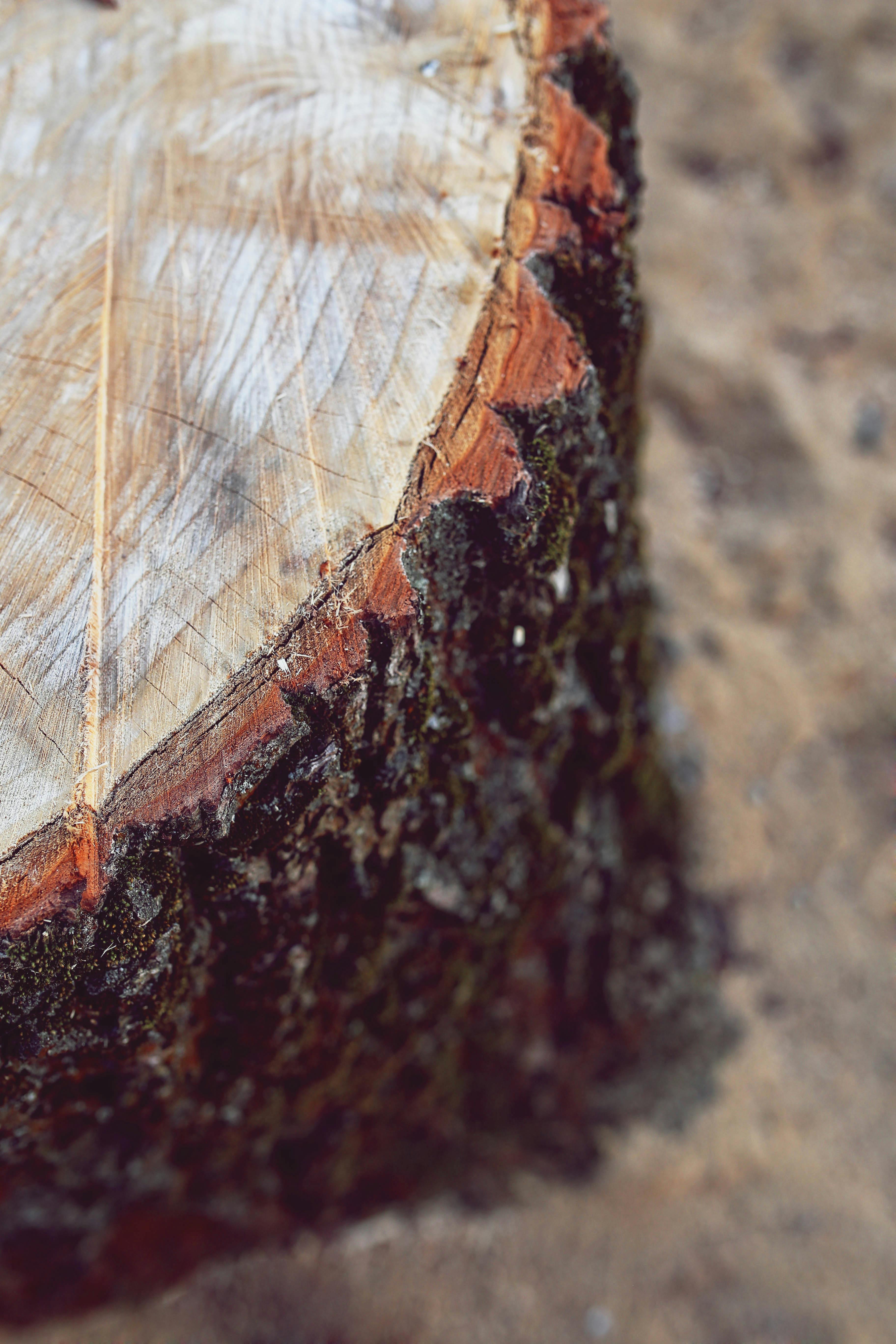 Trunk / bole · Free Stock Photo