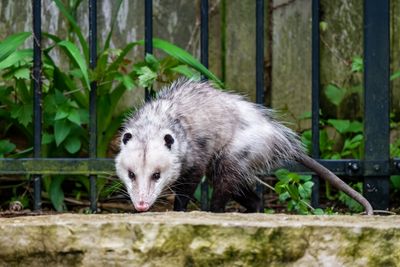 North American Opossum Facts and Behavior Insights