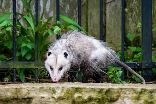 North American Opossum Facts and Behavior Insights
