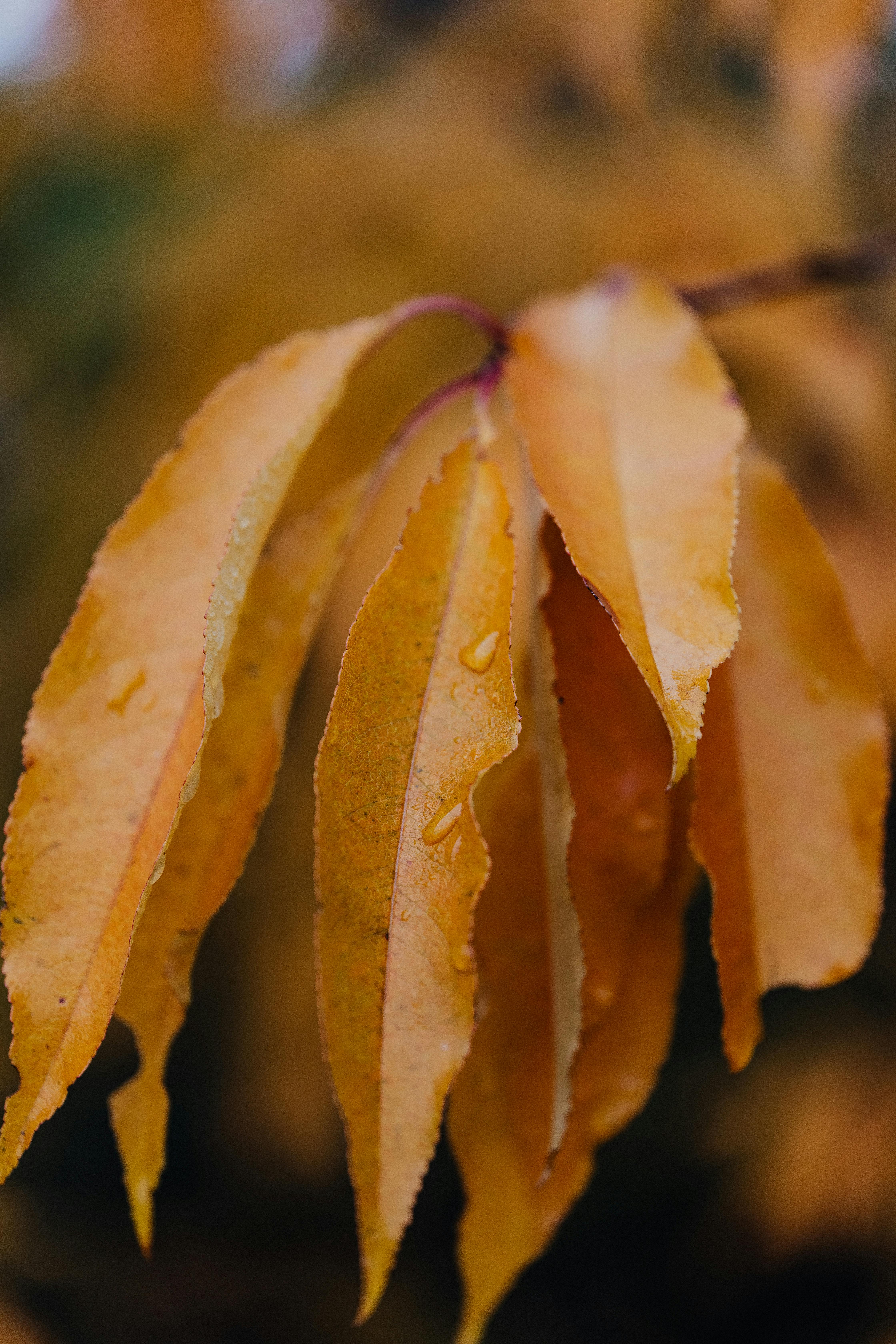 Brown Leaves of a Plant · Free Stock Photo