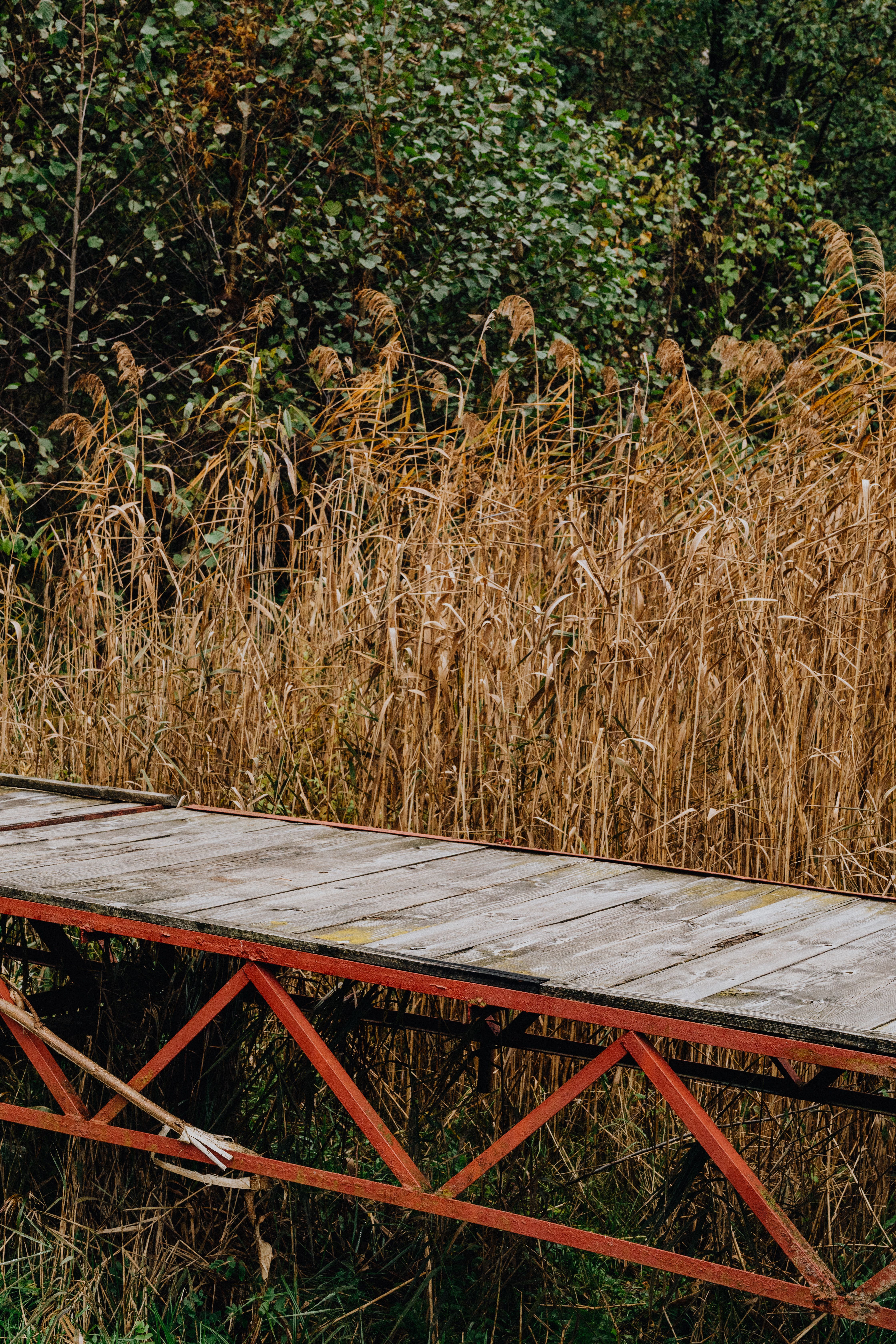 Bridges In Nature Photos, Download The BEST Free Bridges In Nature ...