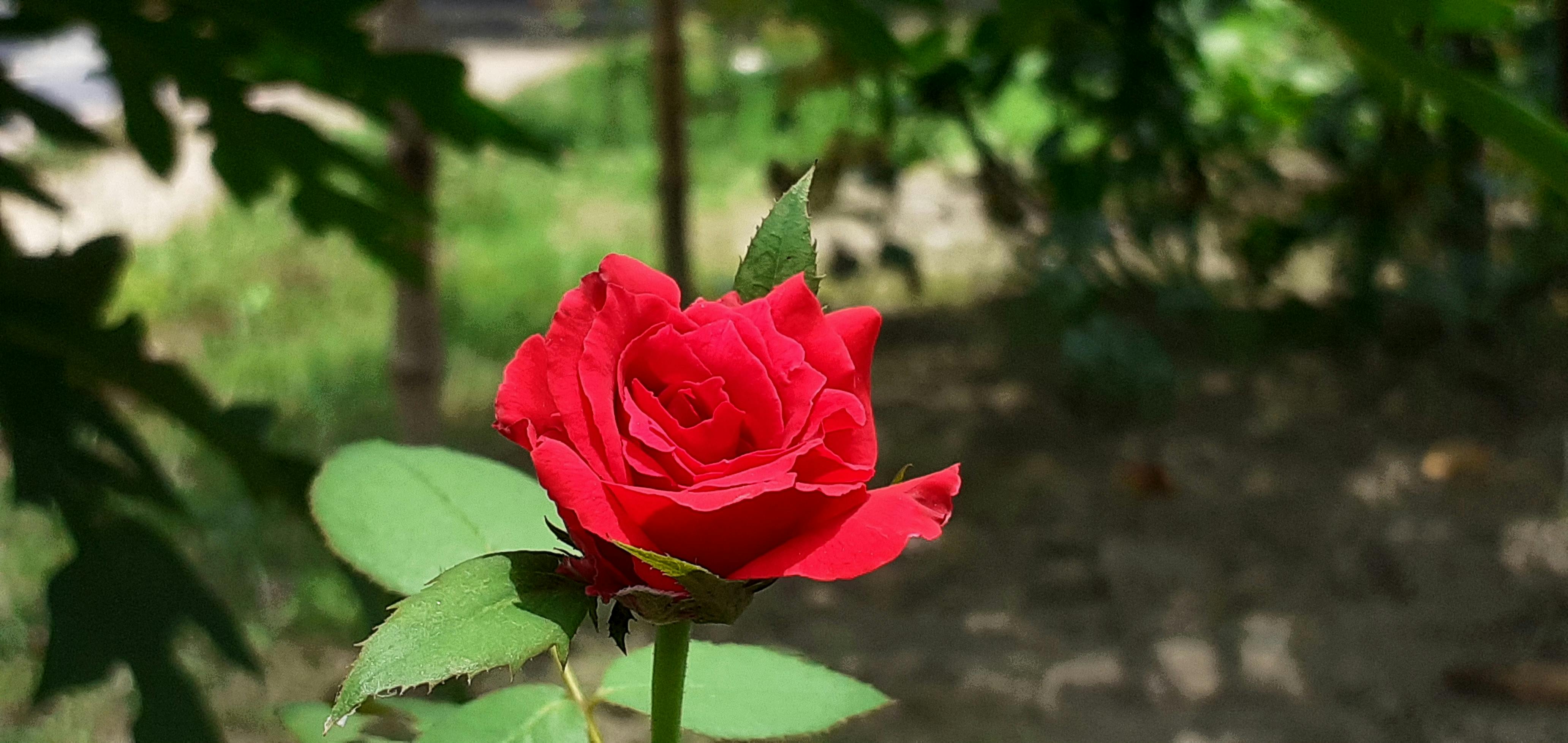 Rabbi Islam - Photography