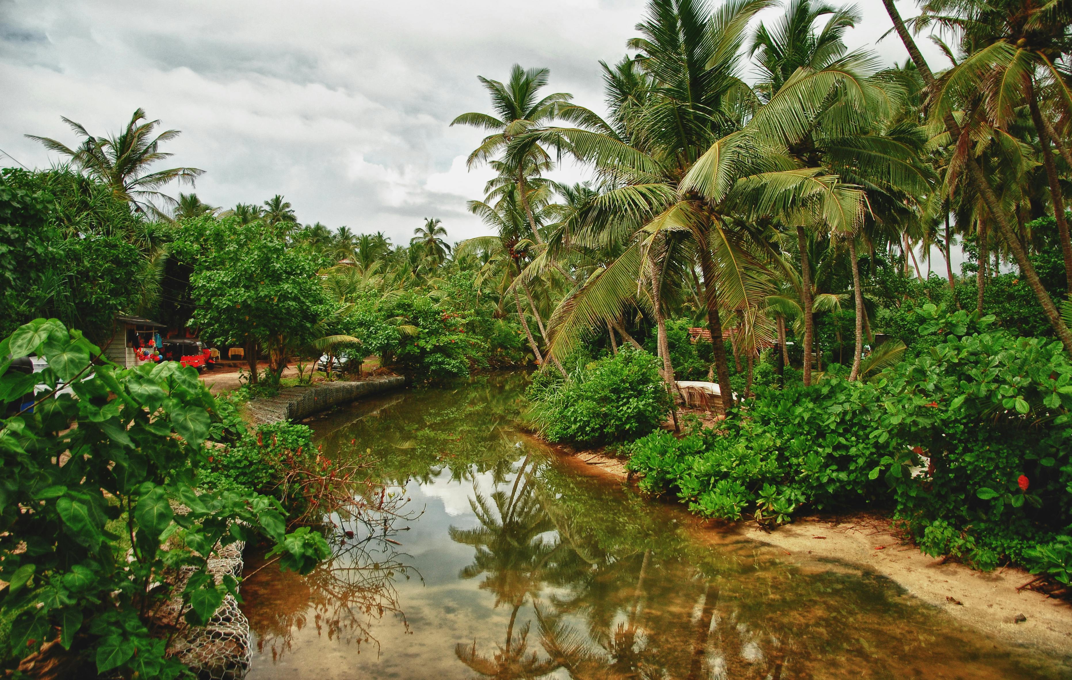 Tropical greenery with river in village · Free Stock Photo