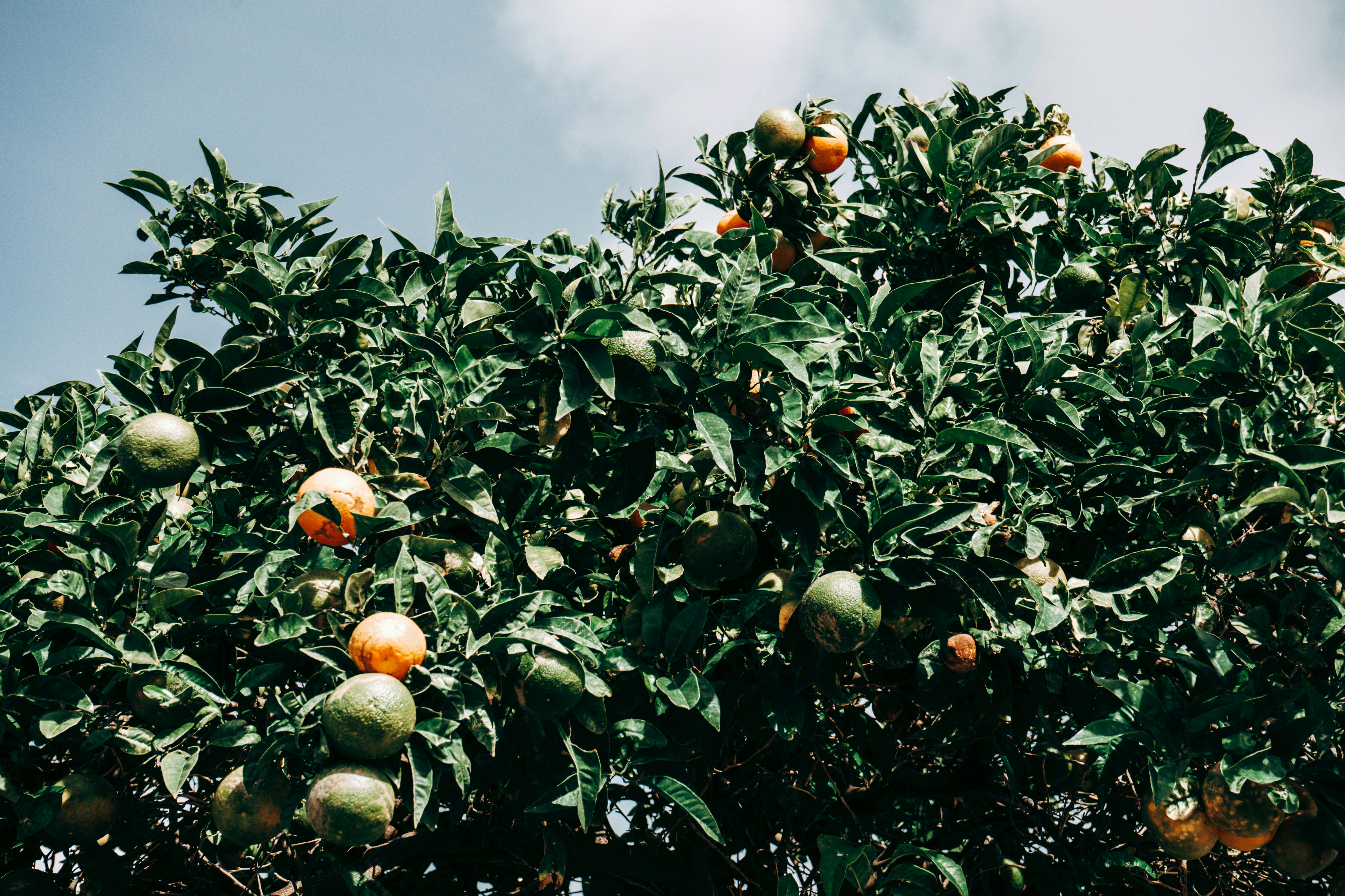 Citrus Fruit In A Tree · Free Stock Photo