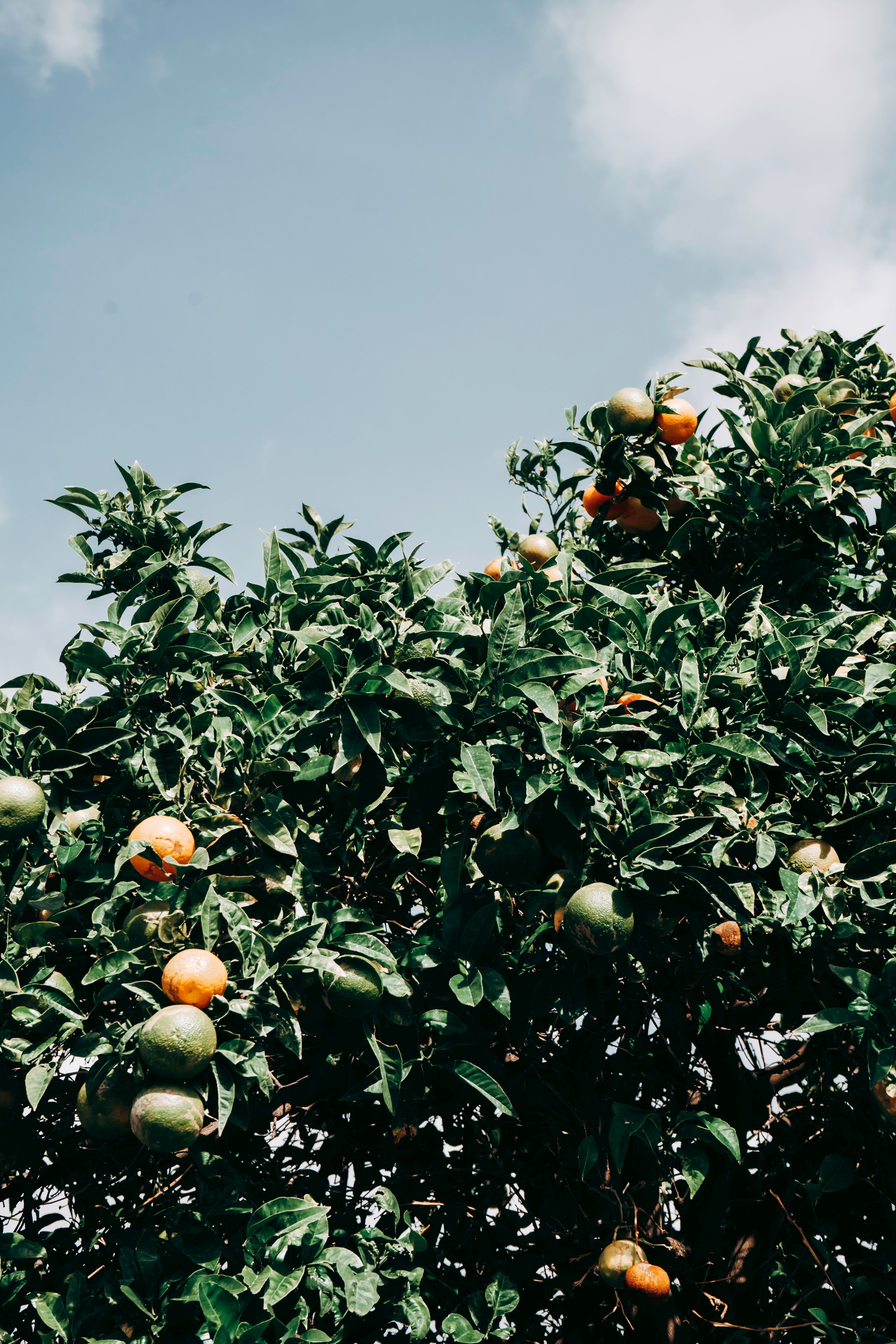 Withered Leaves on a Tree Branch · Free Stock Photo