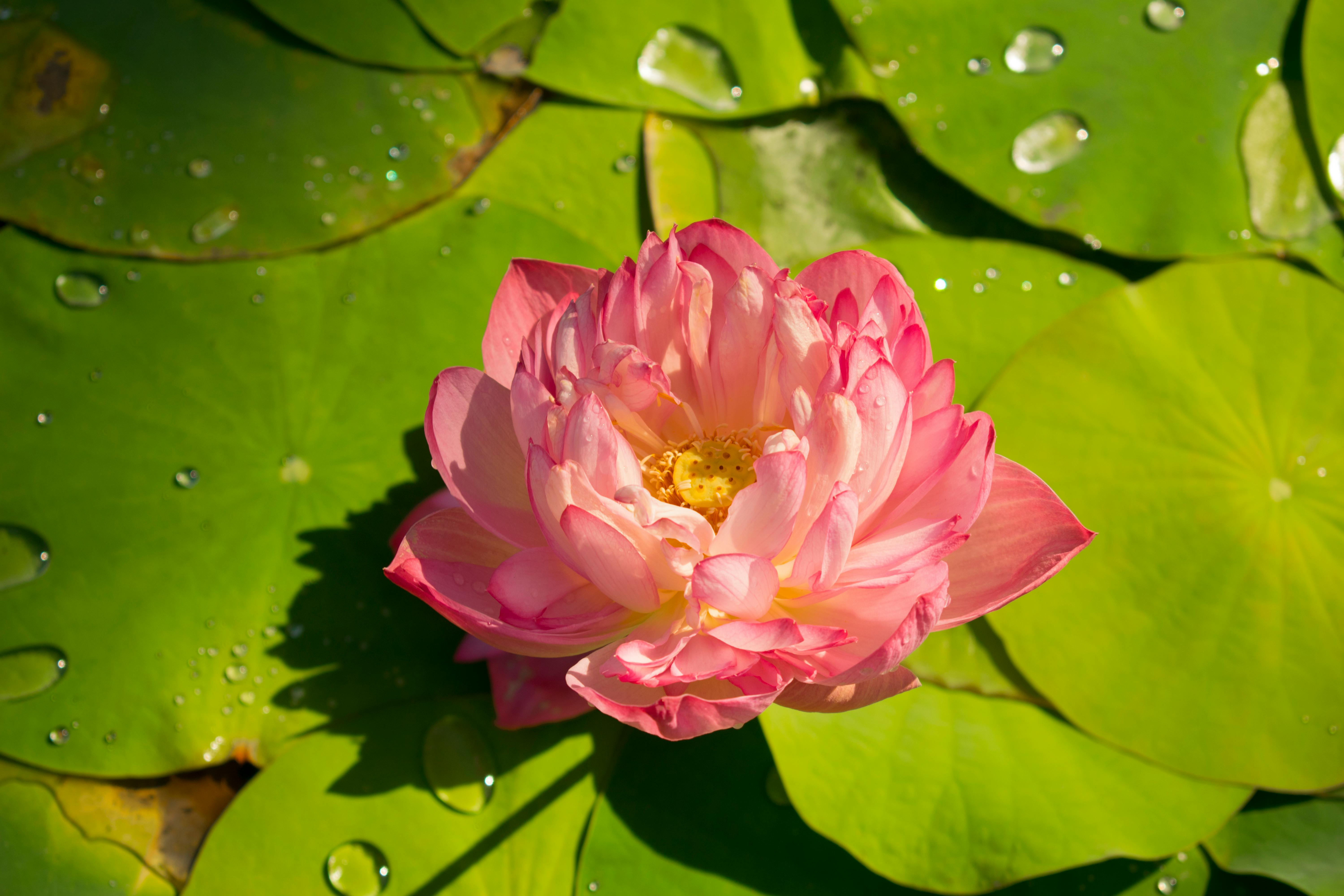 Close-Up Shot of a Lotus Flower · Free Stock Photo