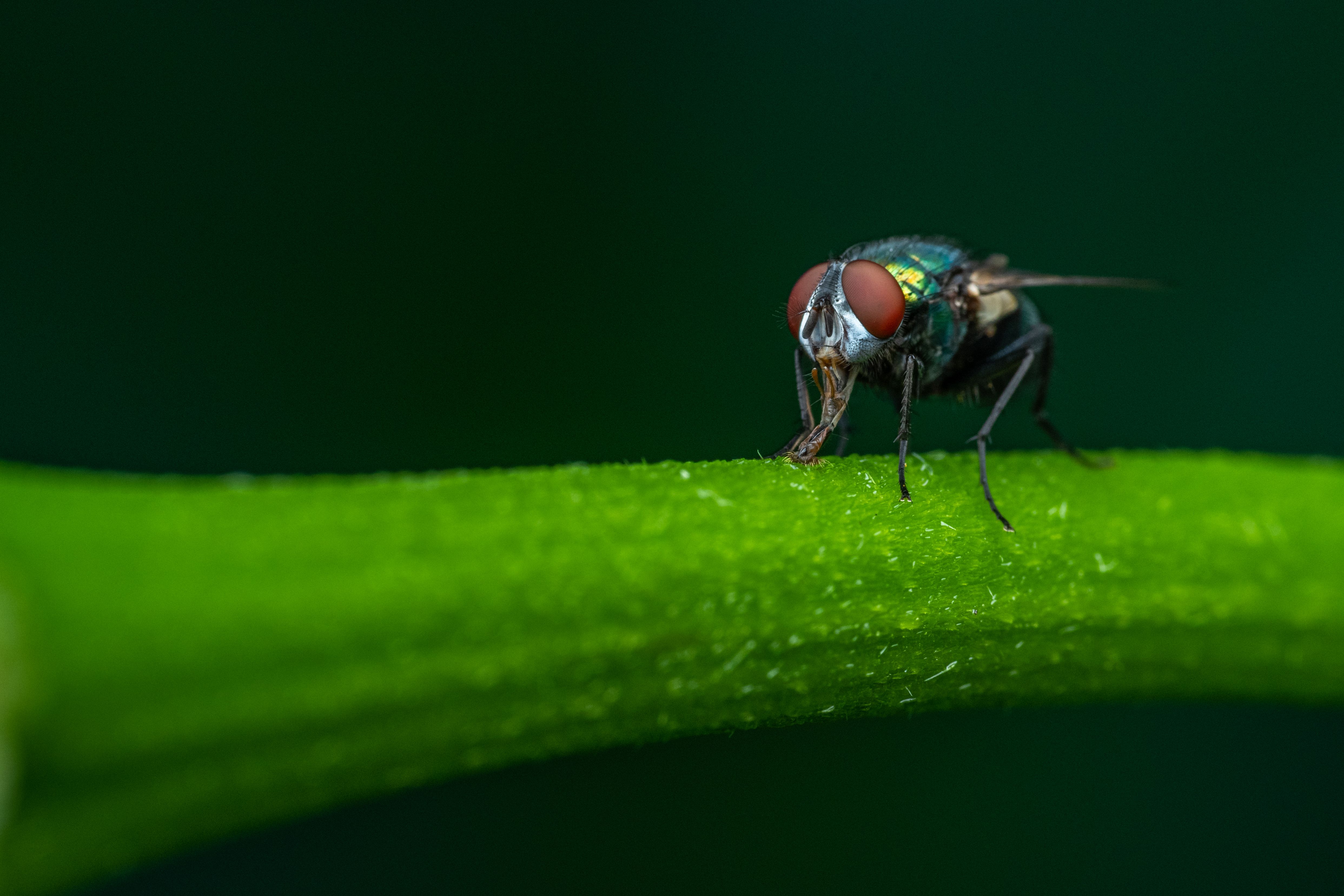 Avian insect on stem in forest · Free Stock Photo