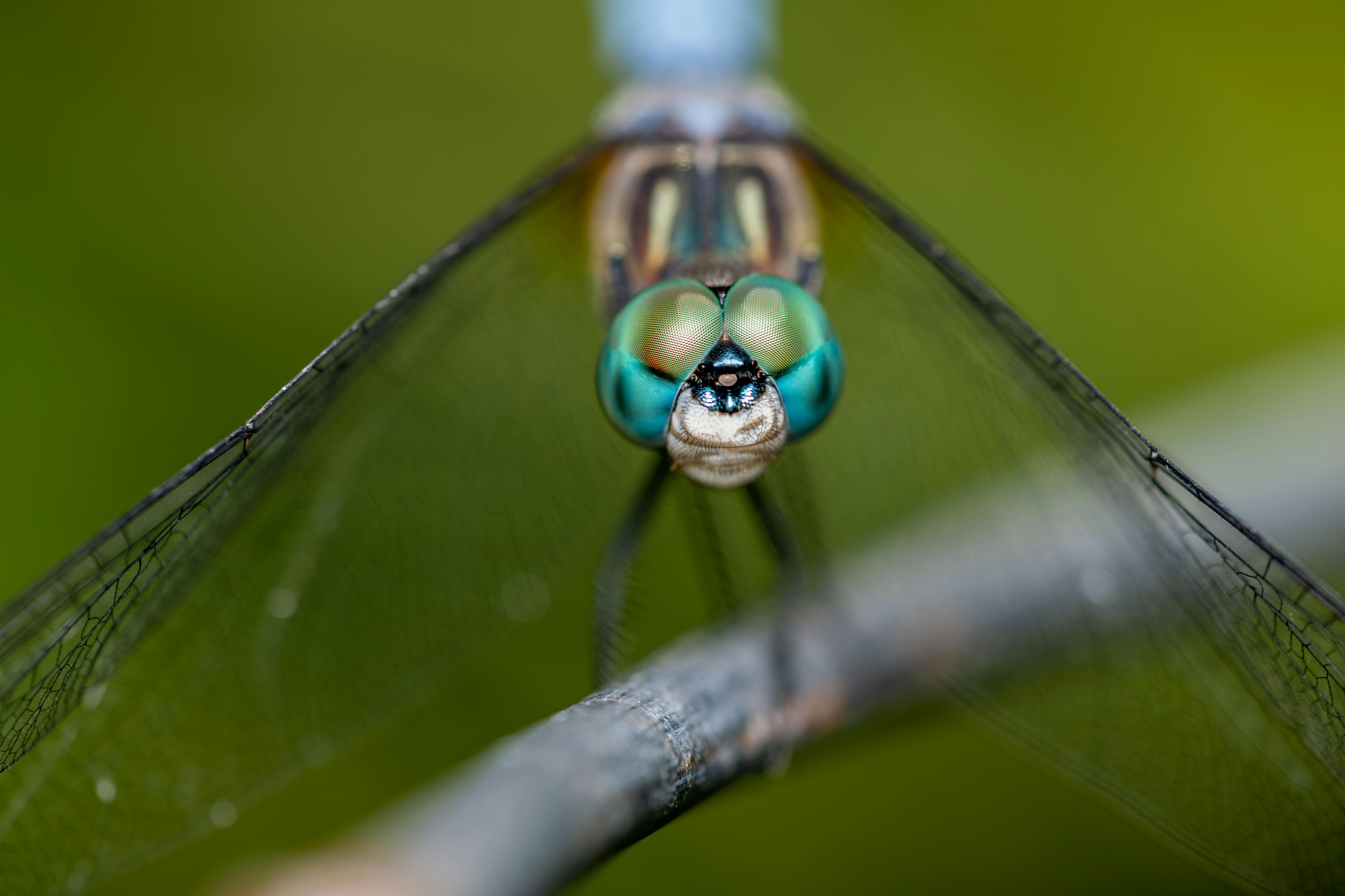 Macro Photography of Dragonfly · Free Stock Photo
