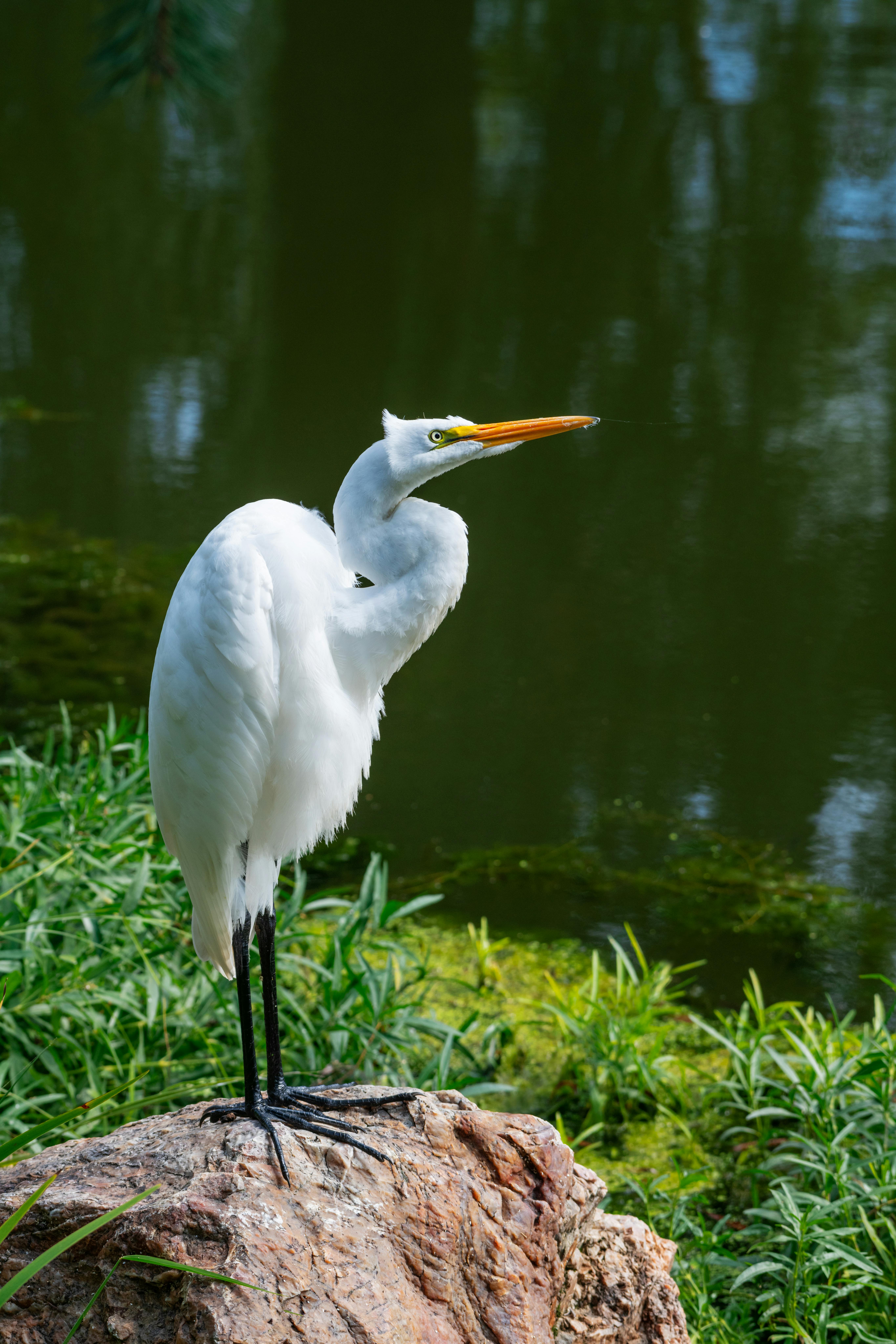 Ardea alba bird standing on stone on lake shore · Free Stock Photo