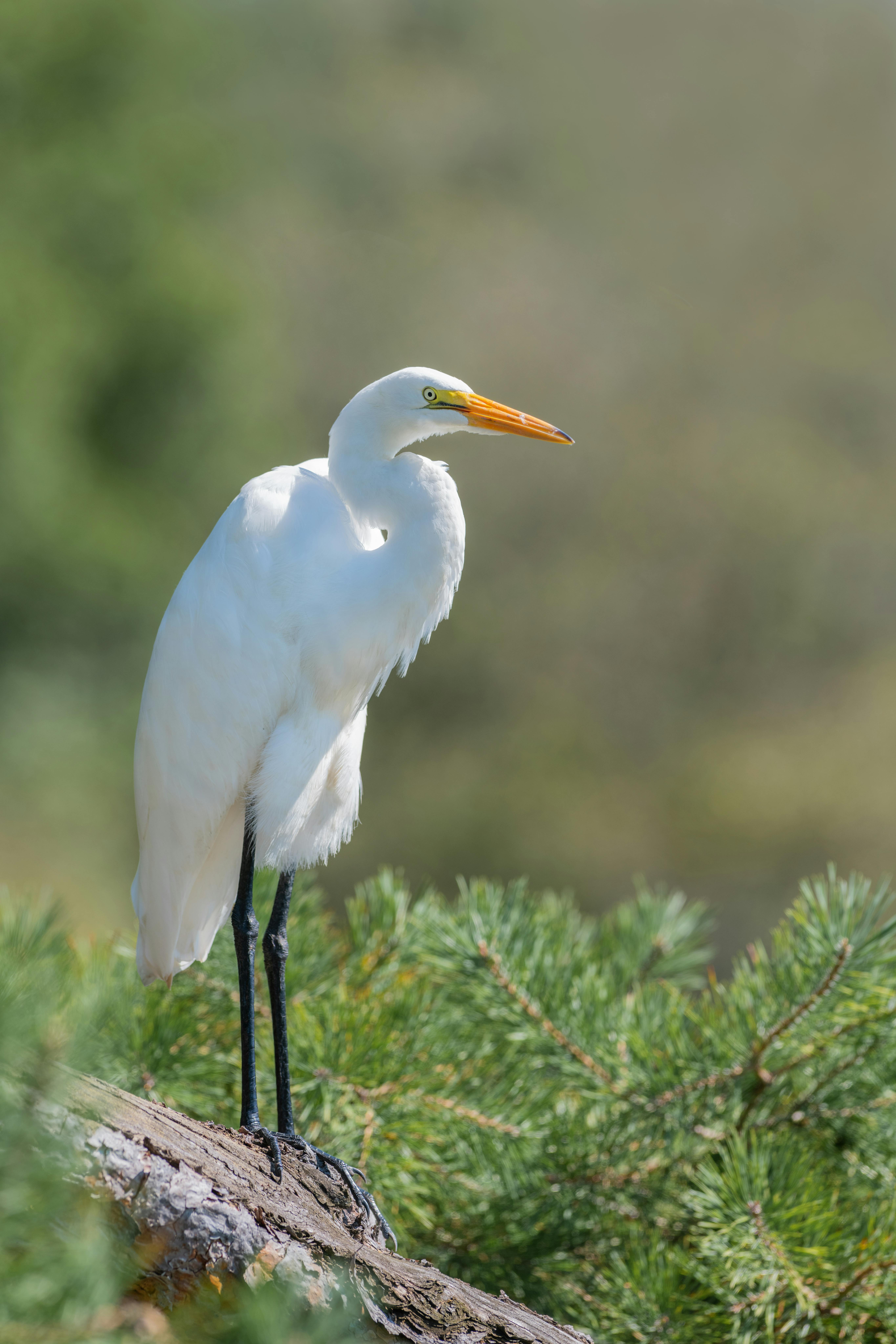 Graceful great egret standing on stone in lush green park · Free Stock ...