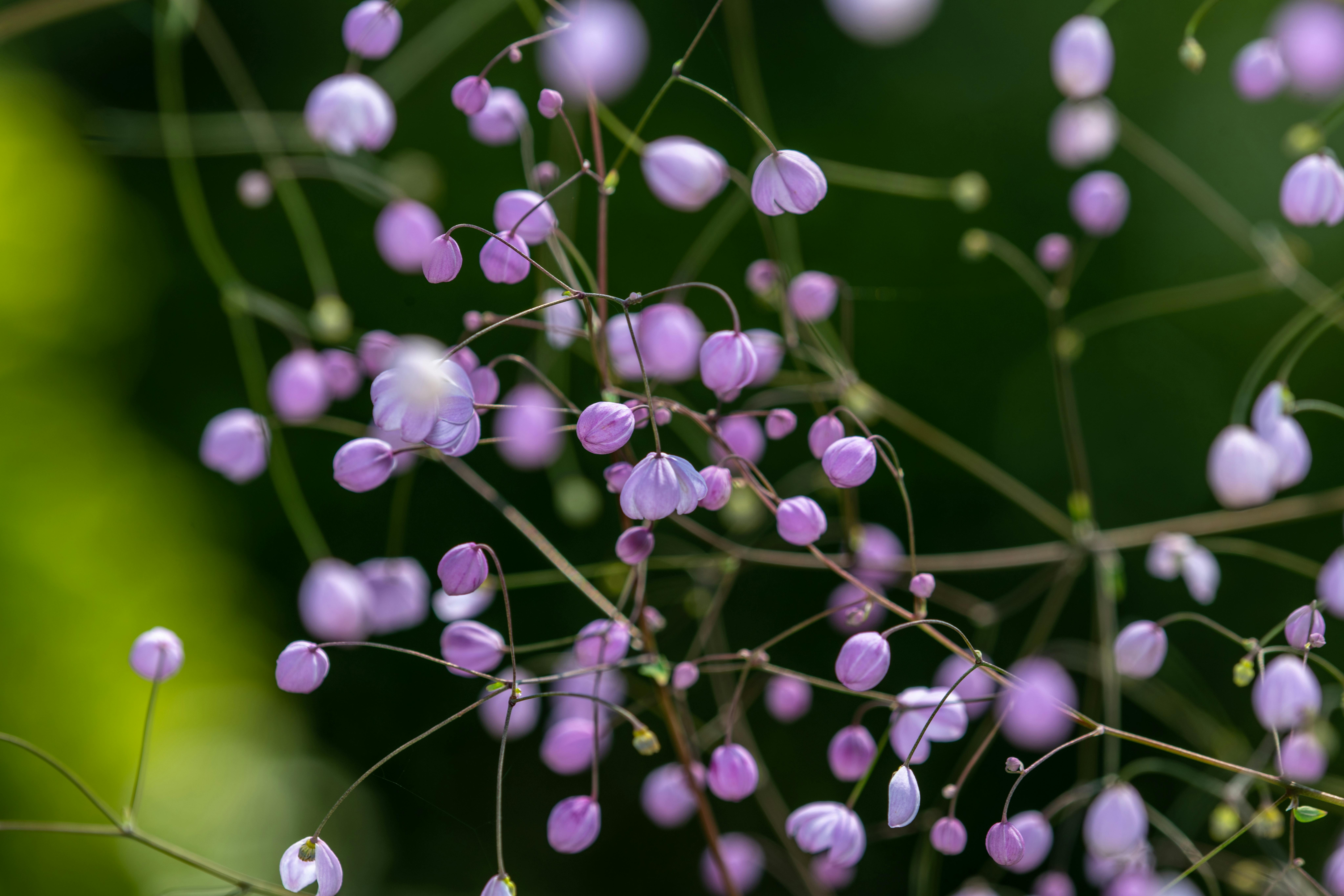 Blooming Thalictrum delavayi flowering plant growing in green garden ...