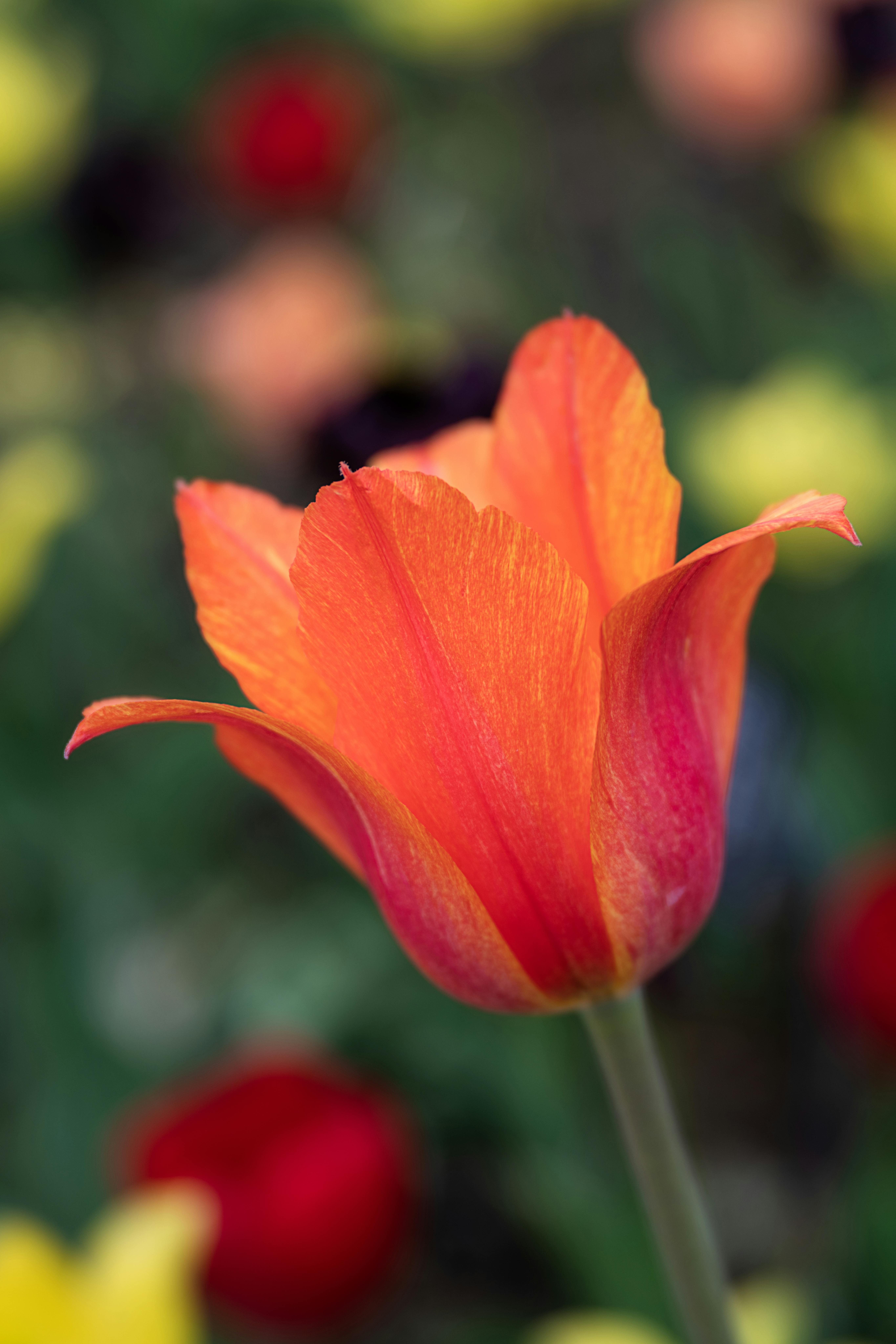 Colorful garden with bright Tulipa gesneriana flowers · Free Stock Photo