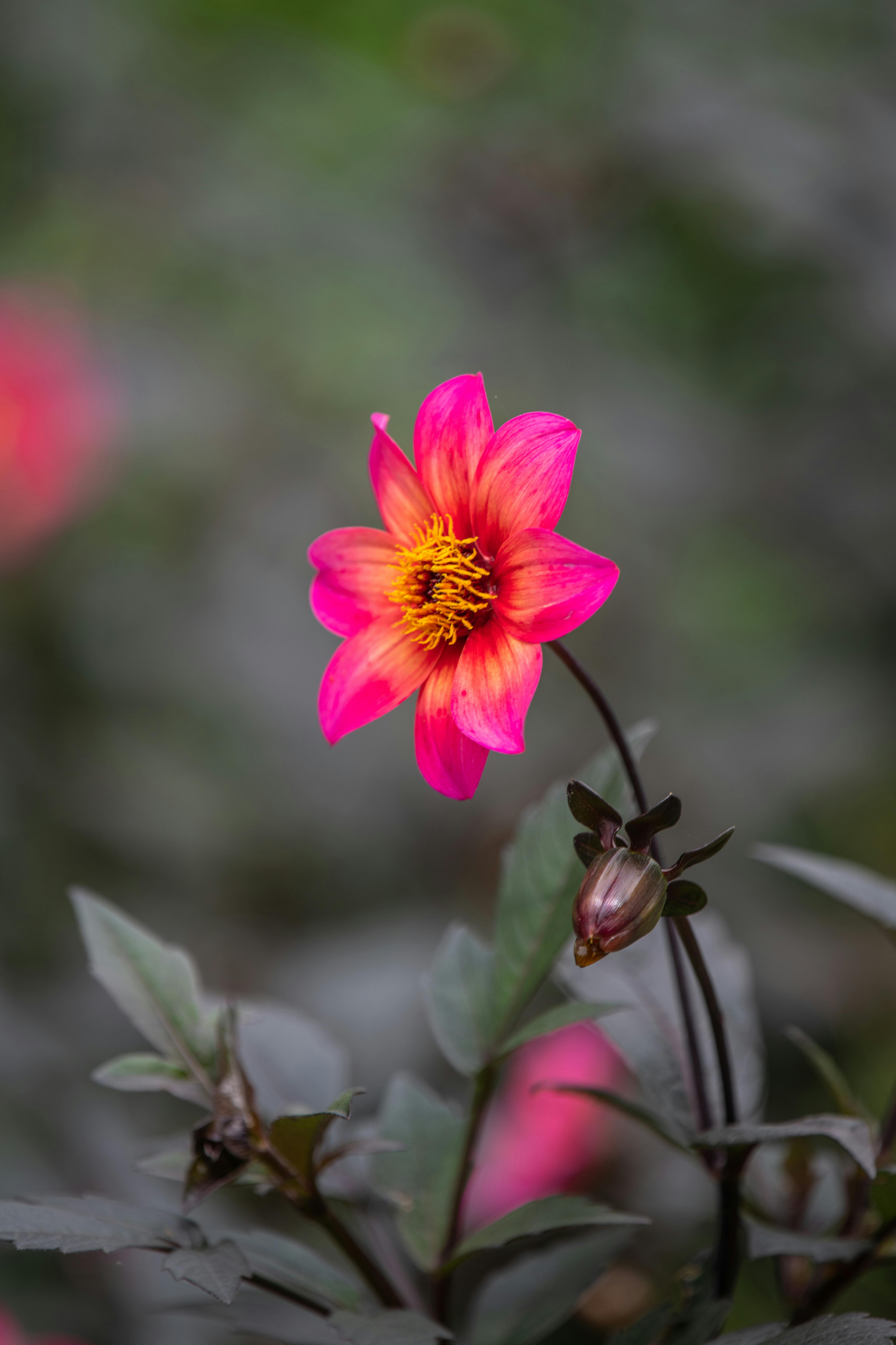 Bright pink blooming dahlia flower growing in nature · Free Stock Photo