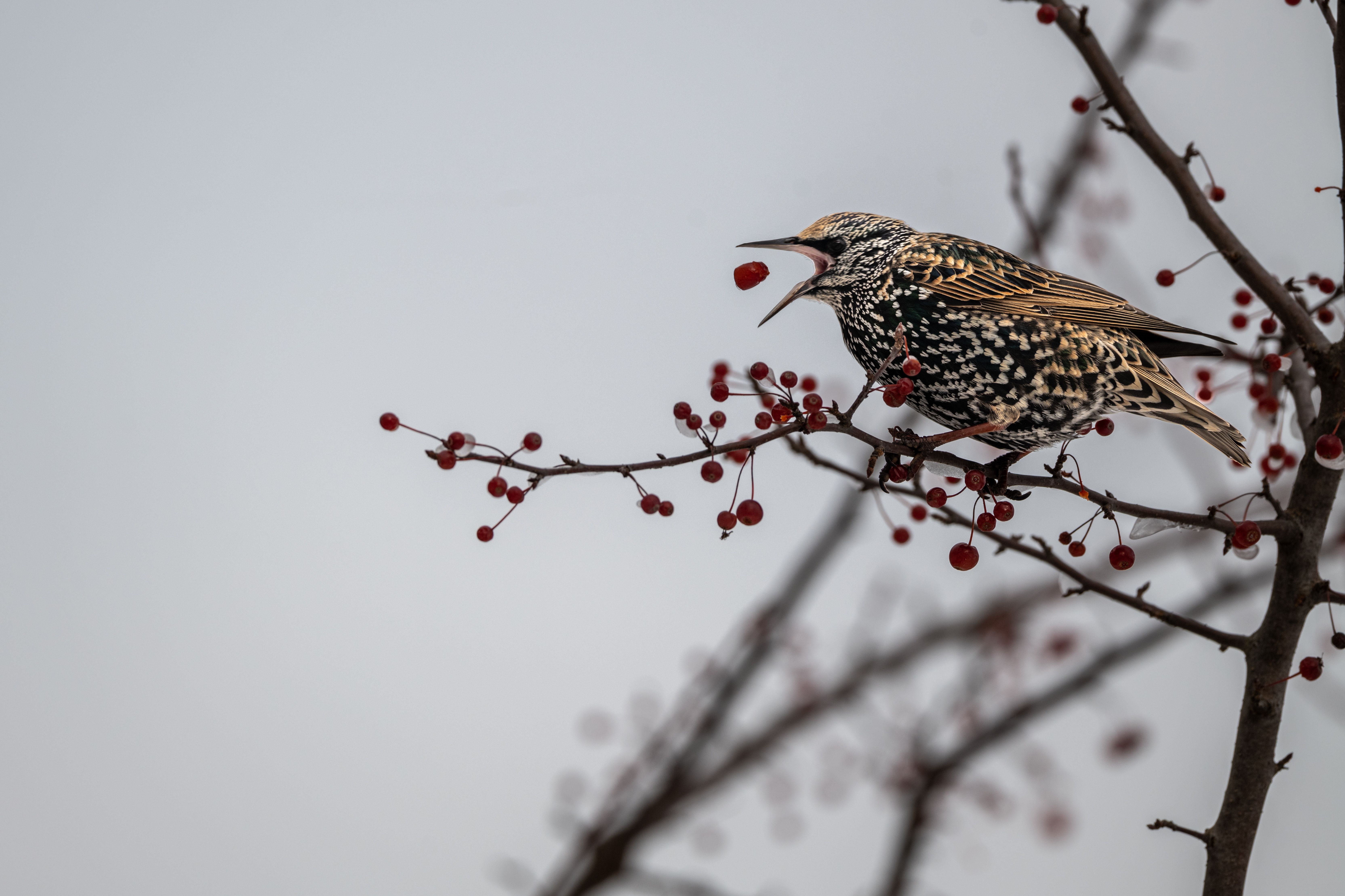Bombycilla cedrorum bird eating berry on tree branch in winter forest ...