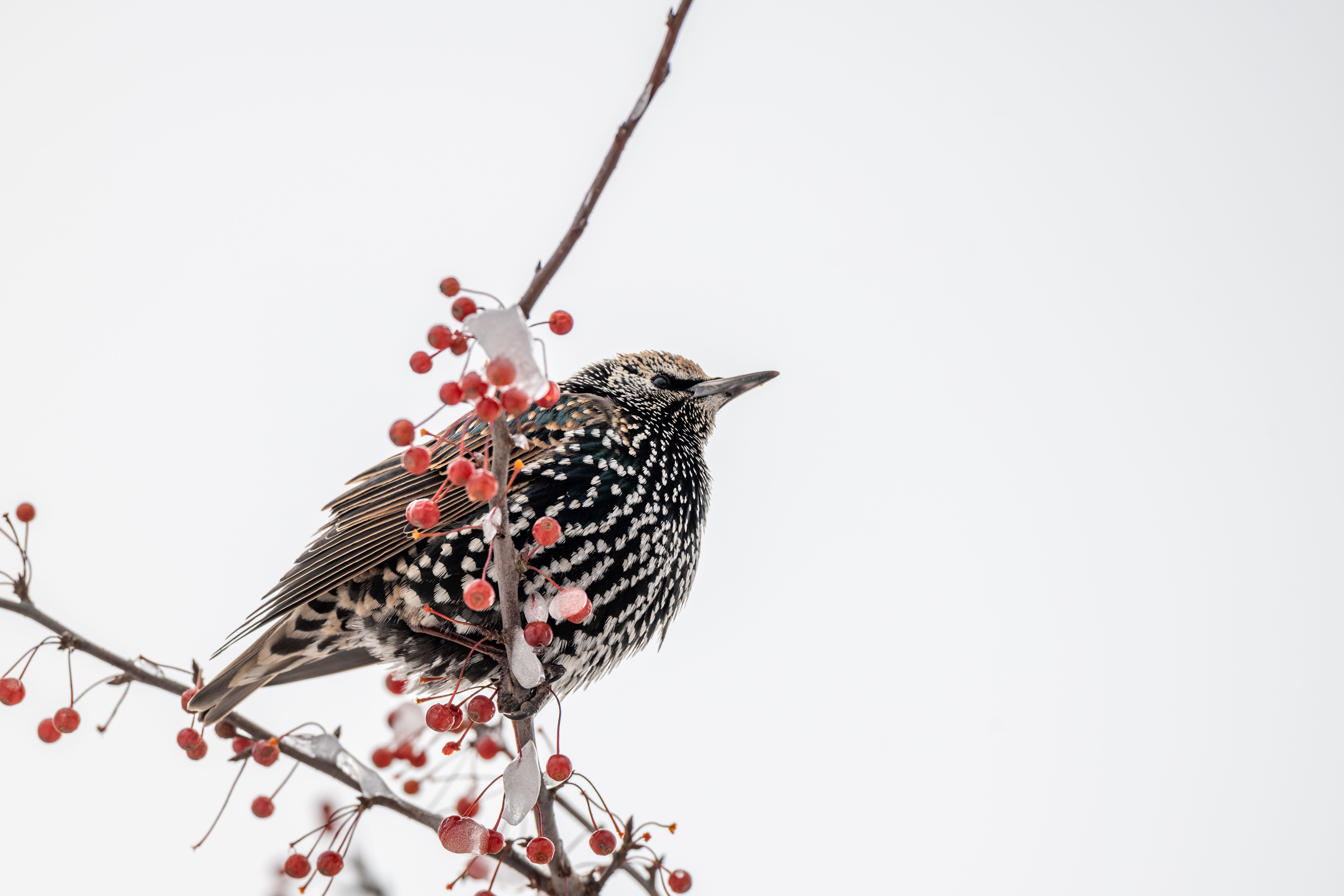 Attentive European starling bird sitting on fragile frozen berry tree ...
