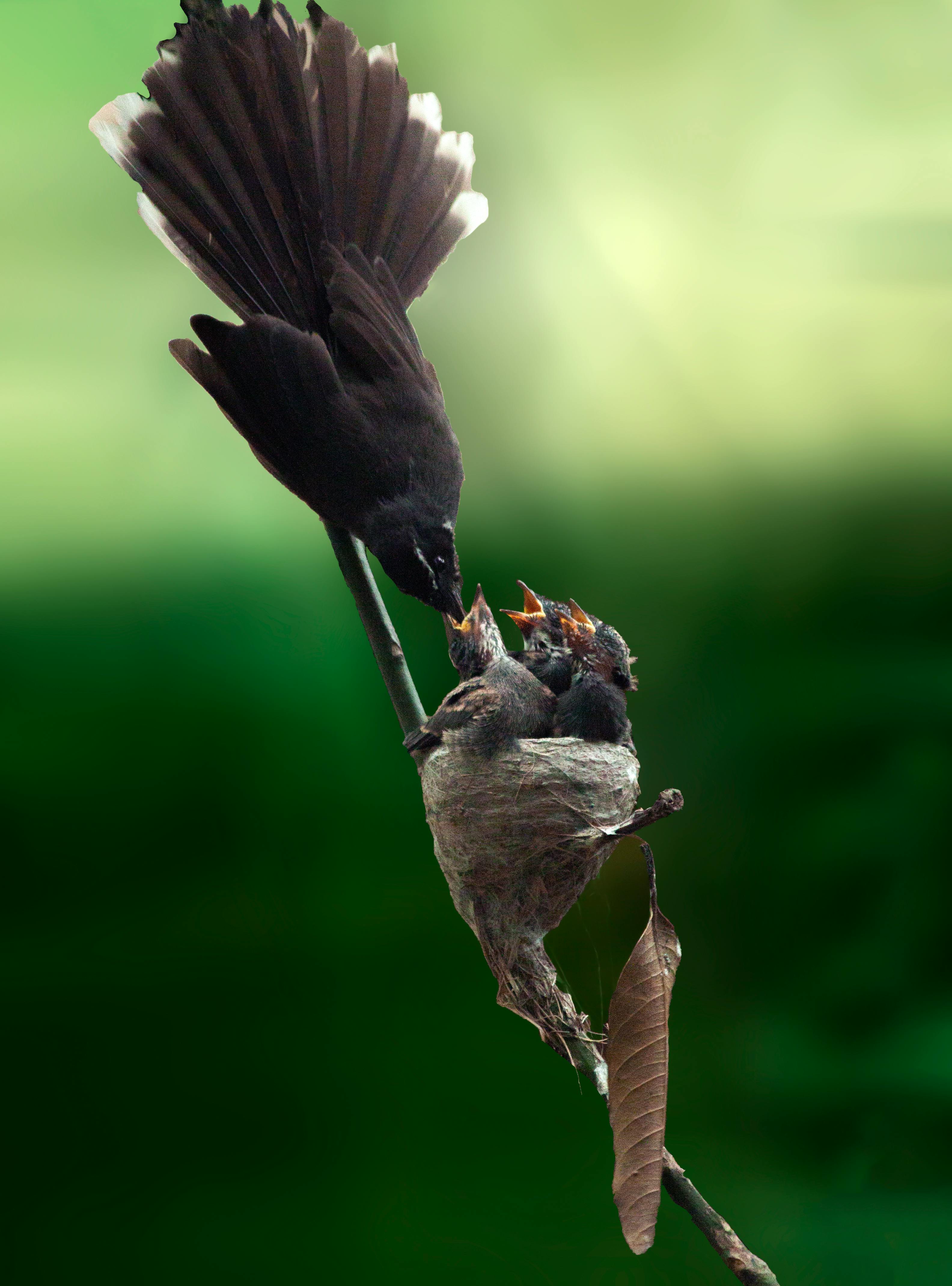 Md Sajjad Hossain - Photography