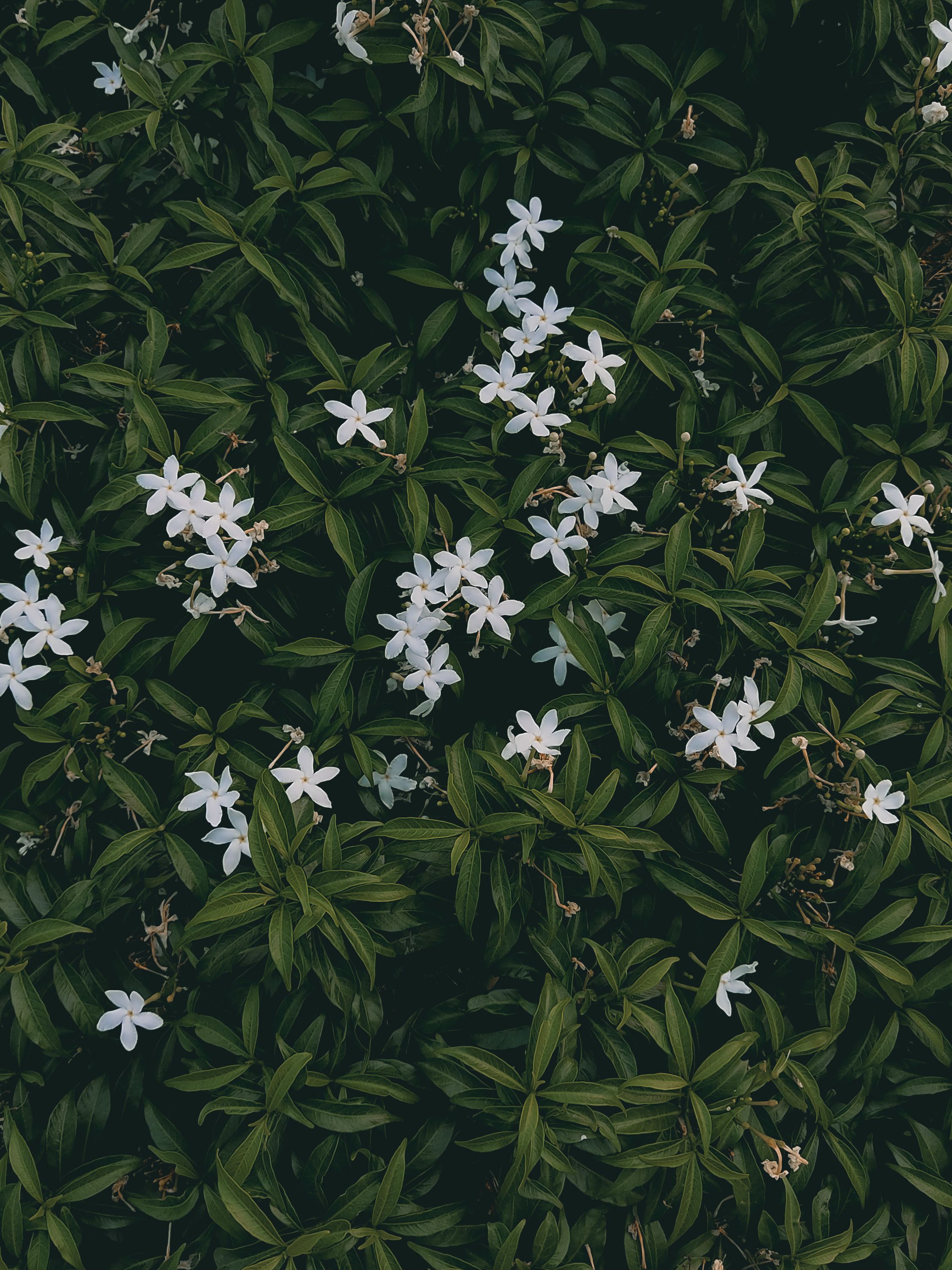 Close-Up Shot of Jasmine Flowers in Bloom · Free Stock Photo