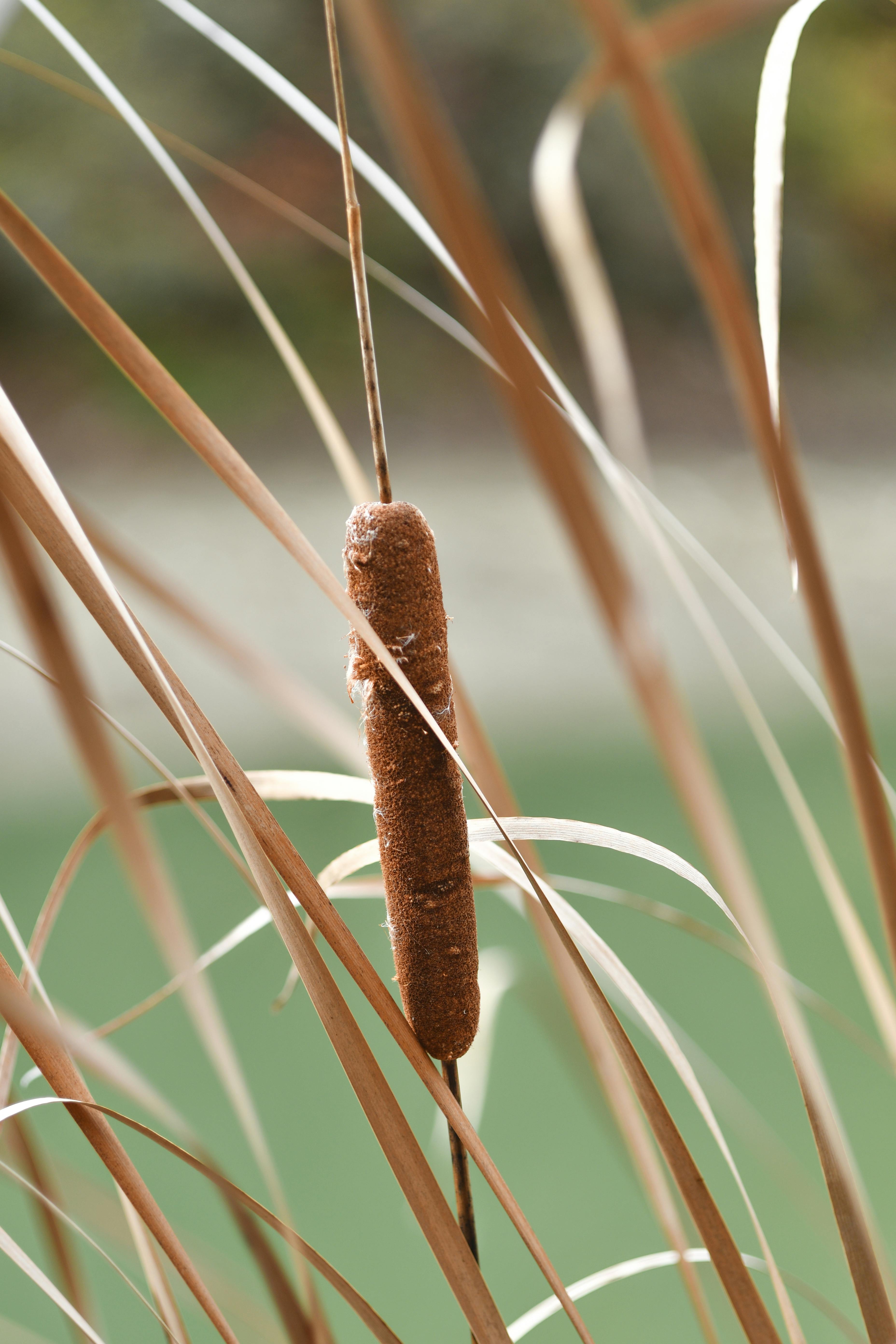 Seeds of Cattails · Free Stock Photo