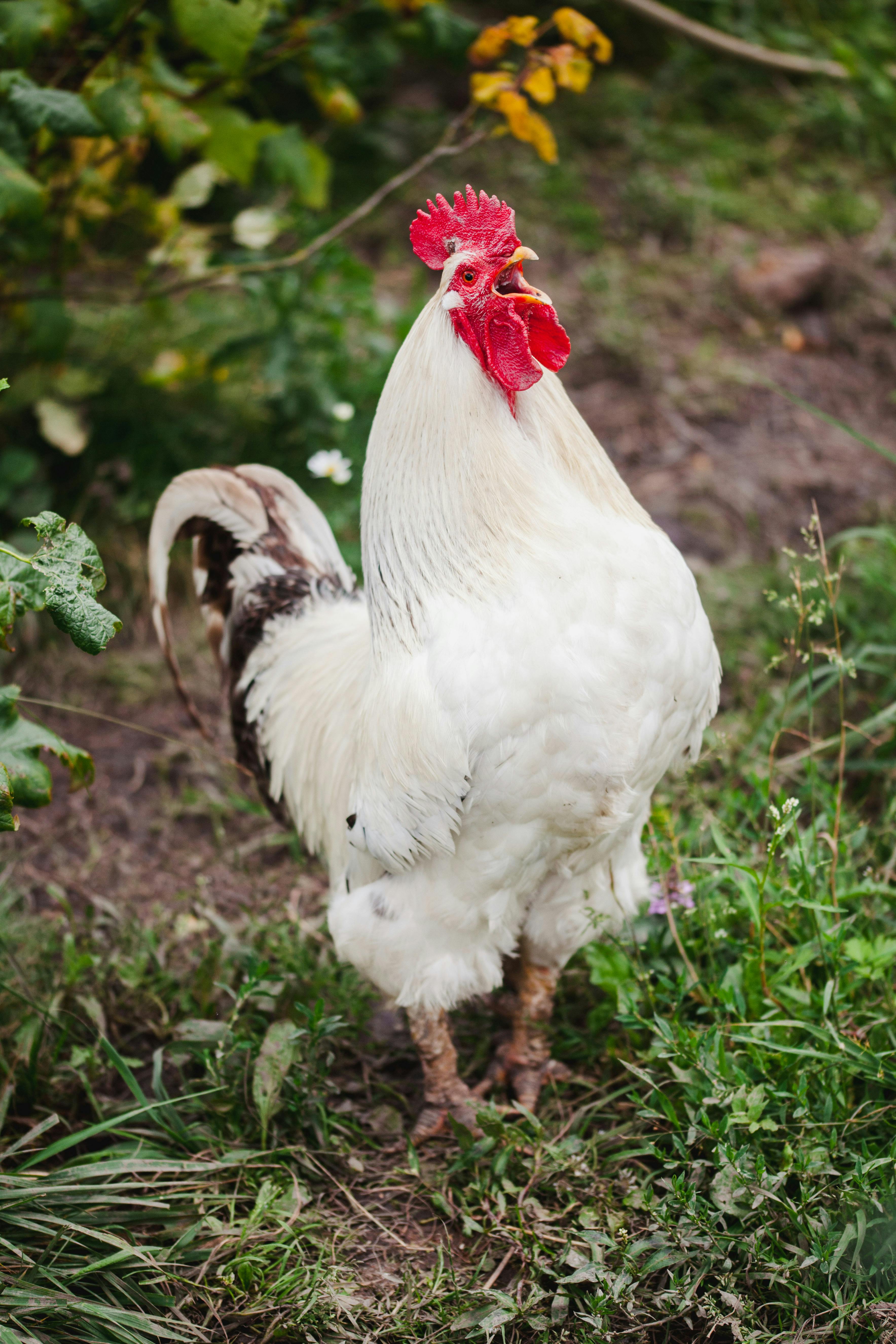 A Chicken Standing on the Grass · Free Stock Photo