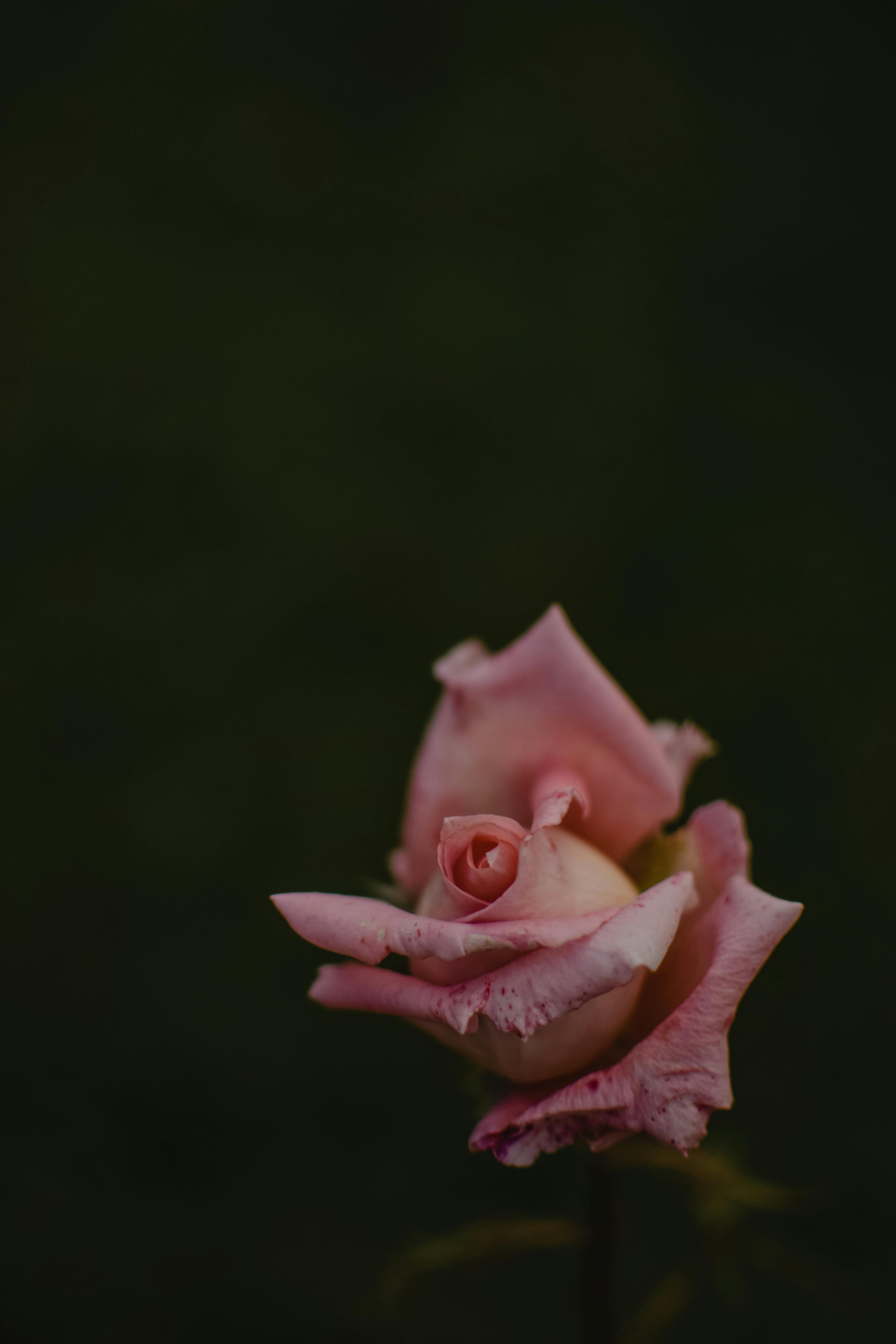 Black Rose Bud Photos, Download The BEST Free Black Rose Bud Stock ...