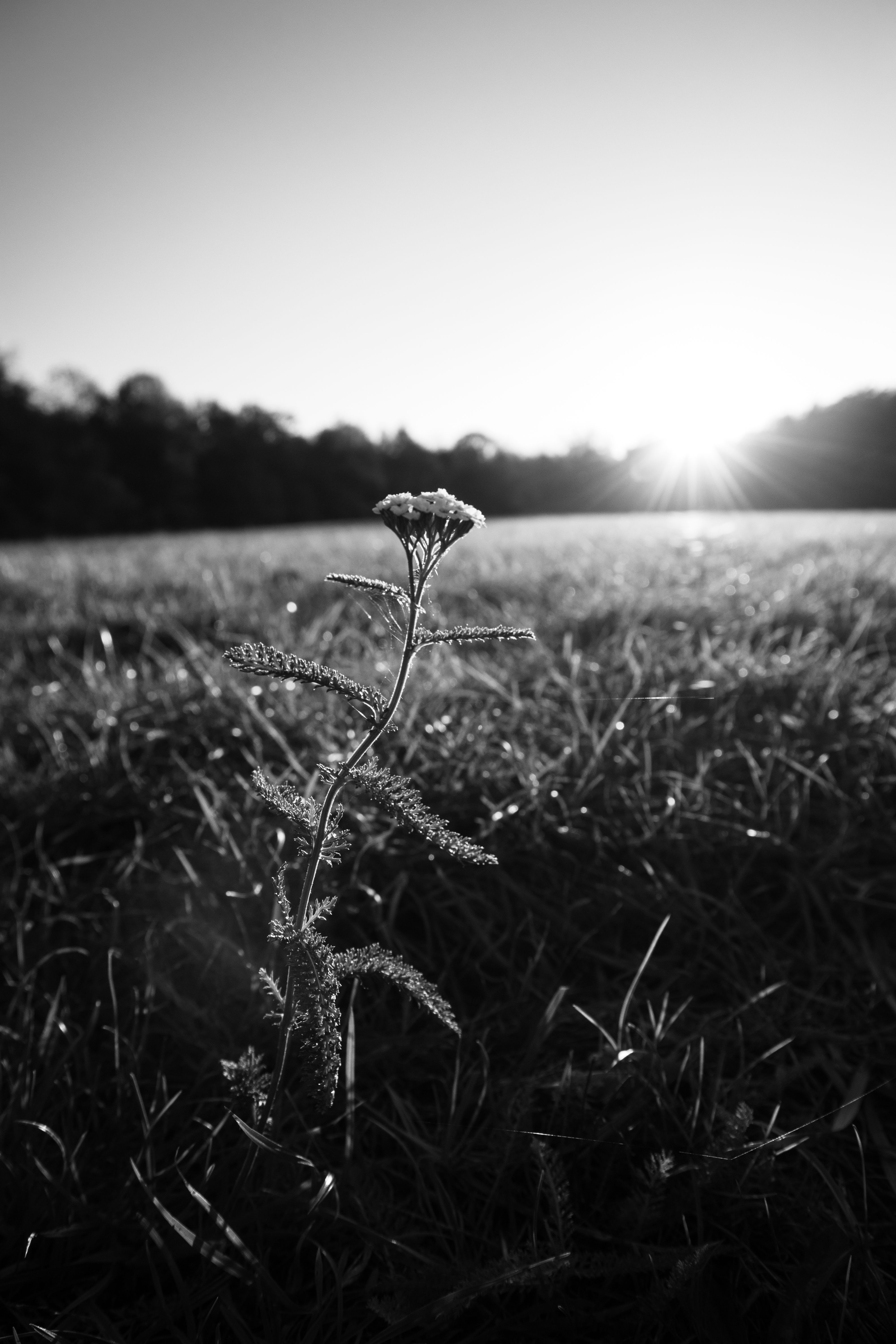 Grayscale Photo of Flower on Grass Field · Free Stock Photo