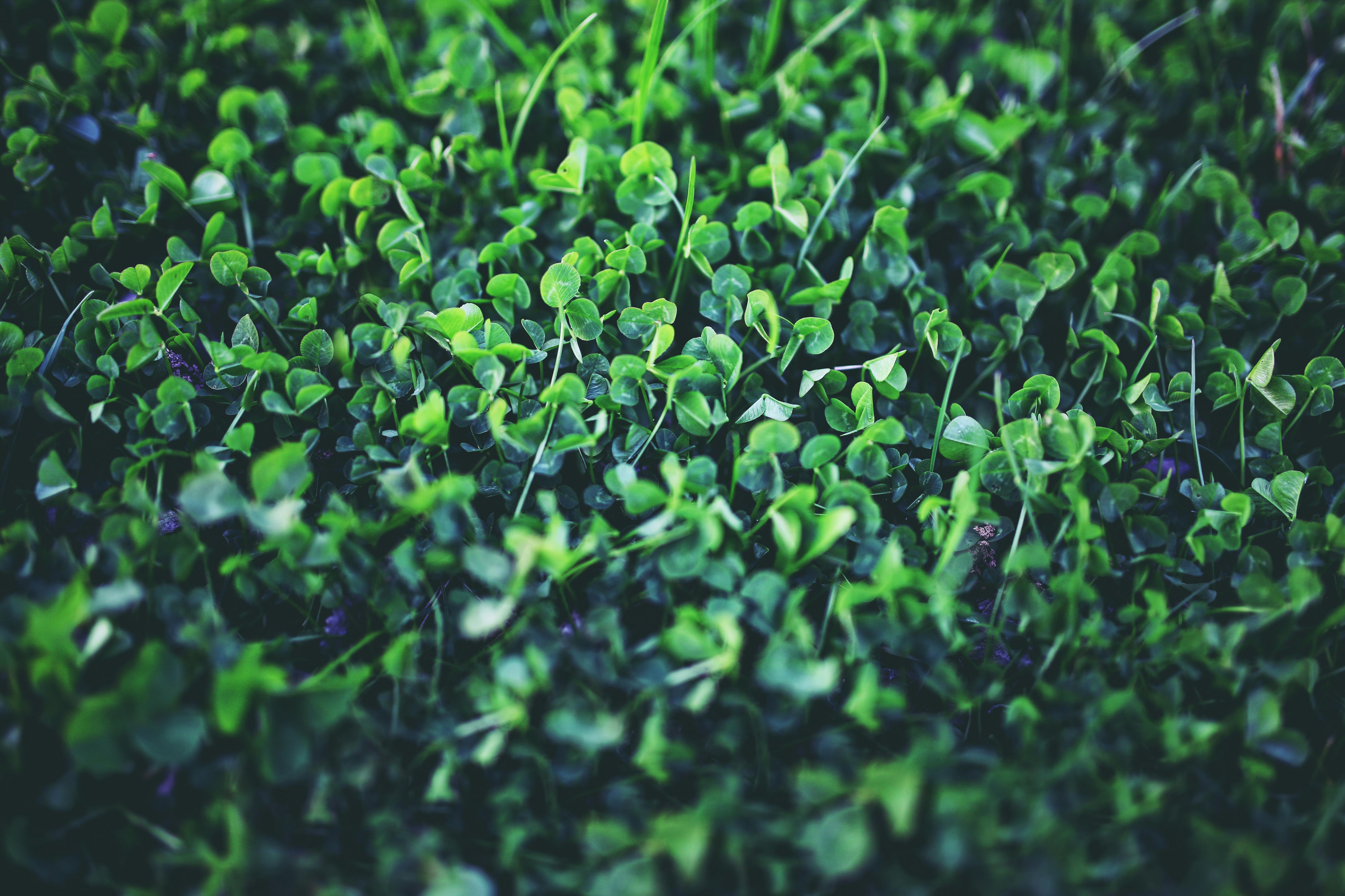 Young clover · Free Stock Photo