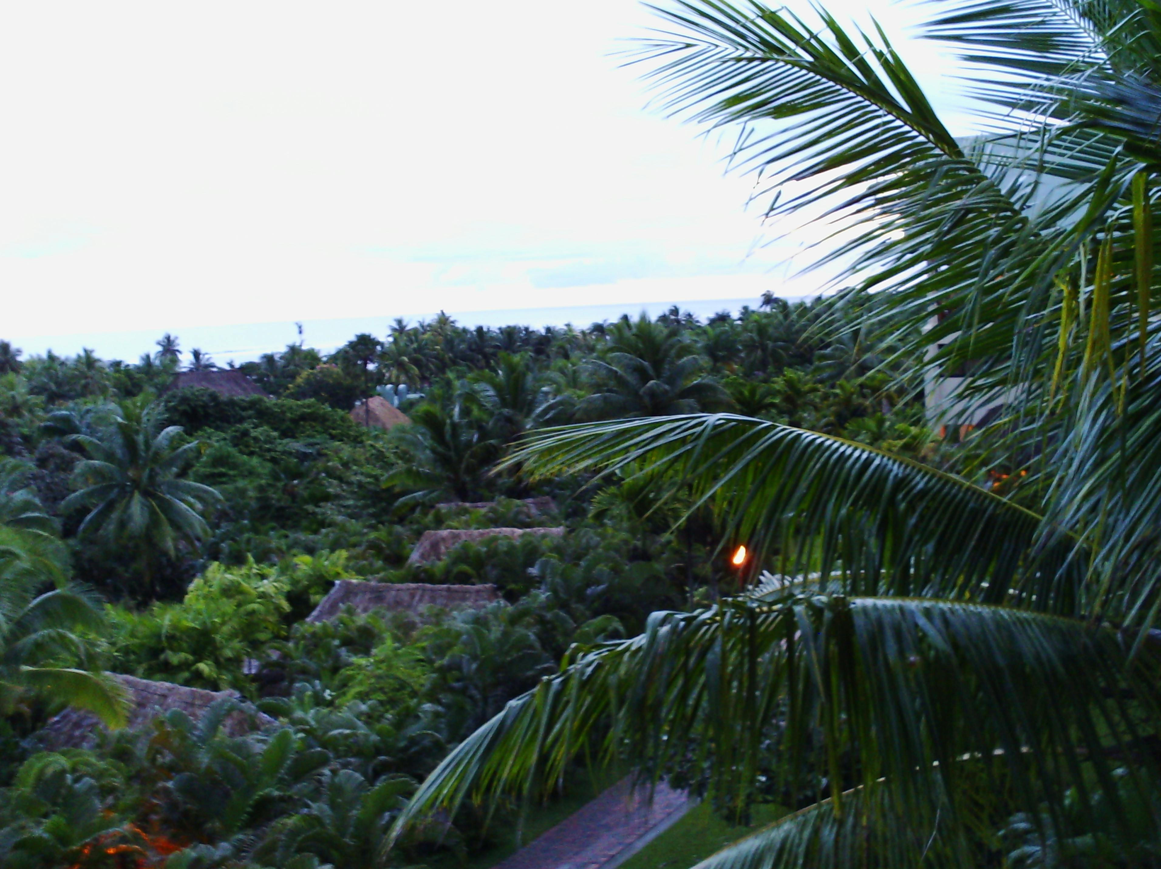 Free stock photo of fiji, holiday, palm trees