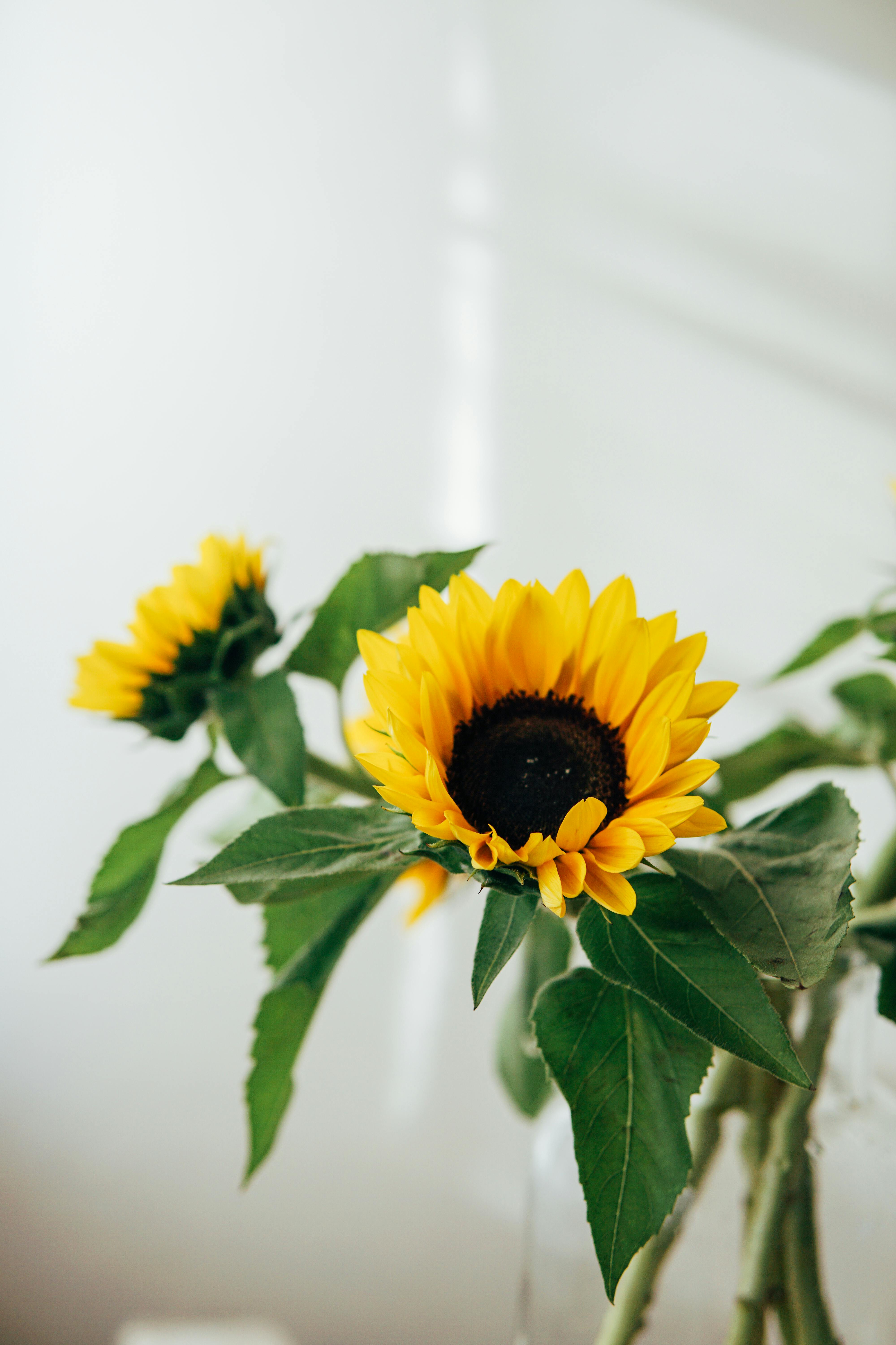100,000+ Best White Yellow Flower Photos · 100% Free Download · Pexels ...