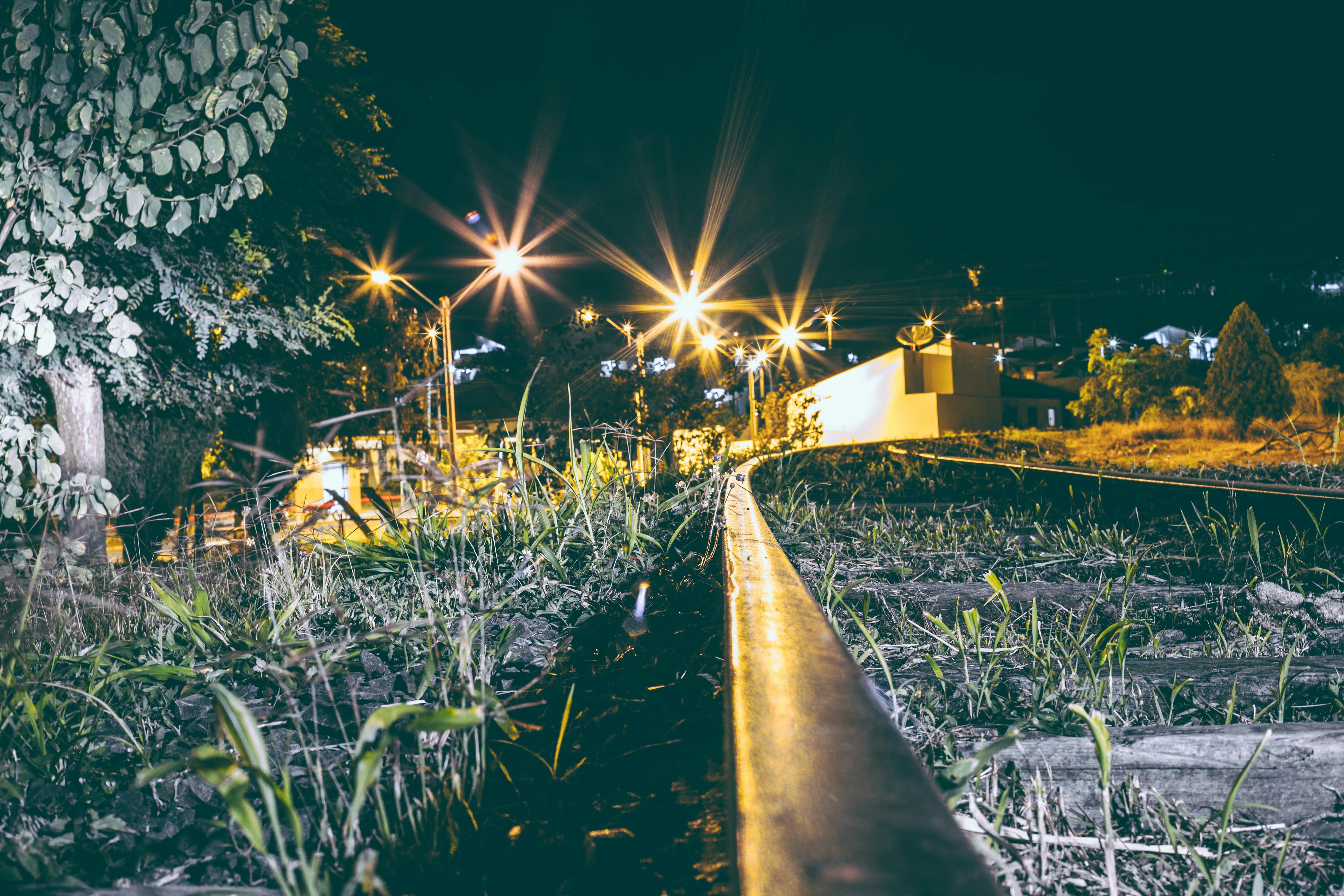 Assorted-type of Plants at Night · Free Stock Photo