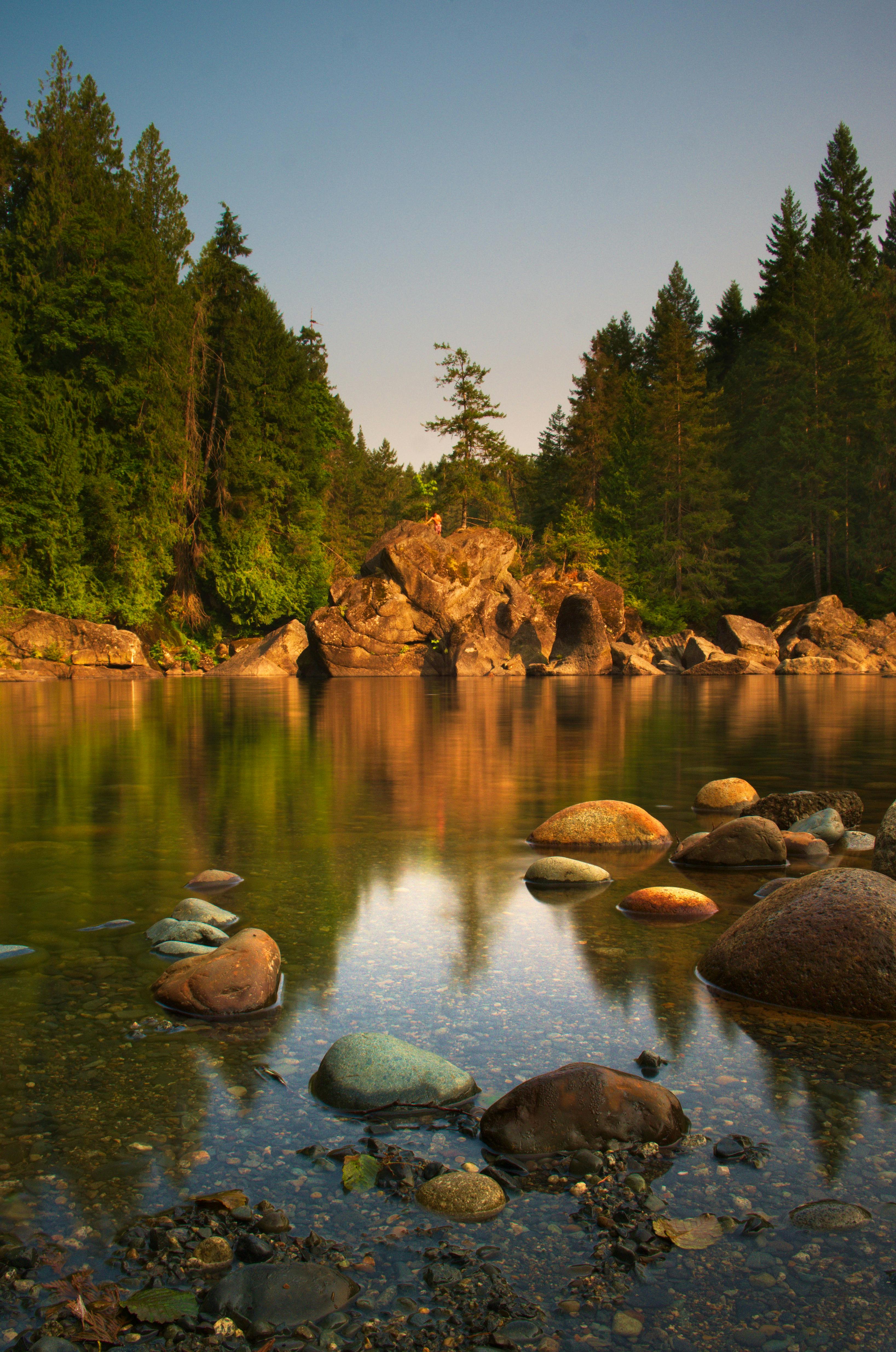 Photograph of a Tree near Rocks · Free Stock Photo