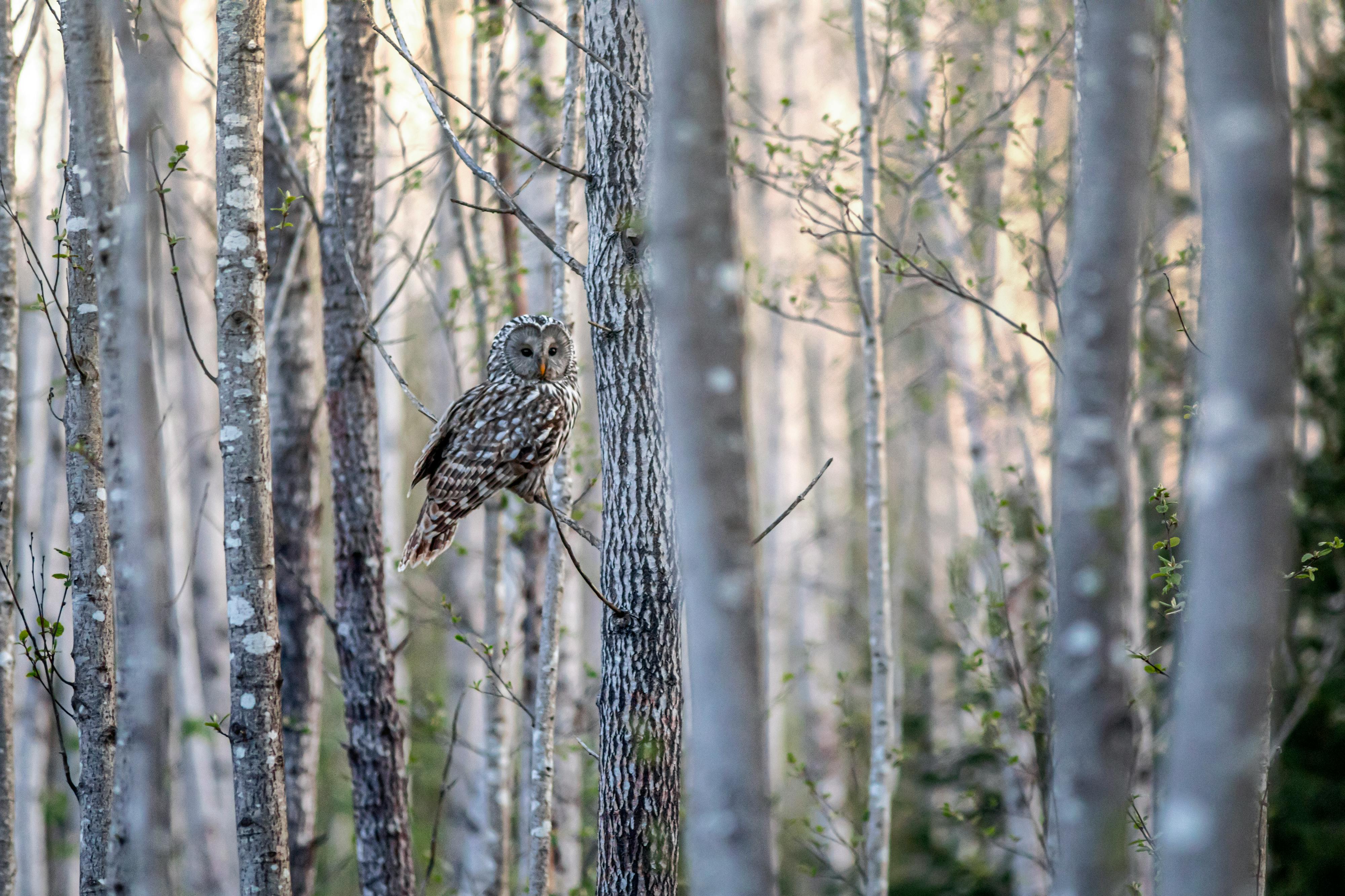 Grey Owl · Free Stock Photo