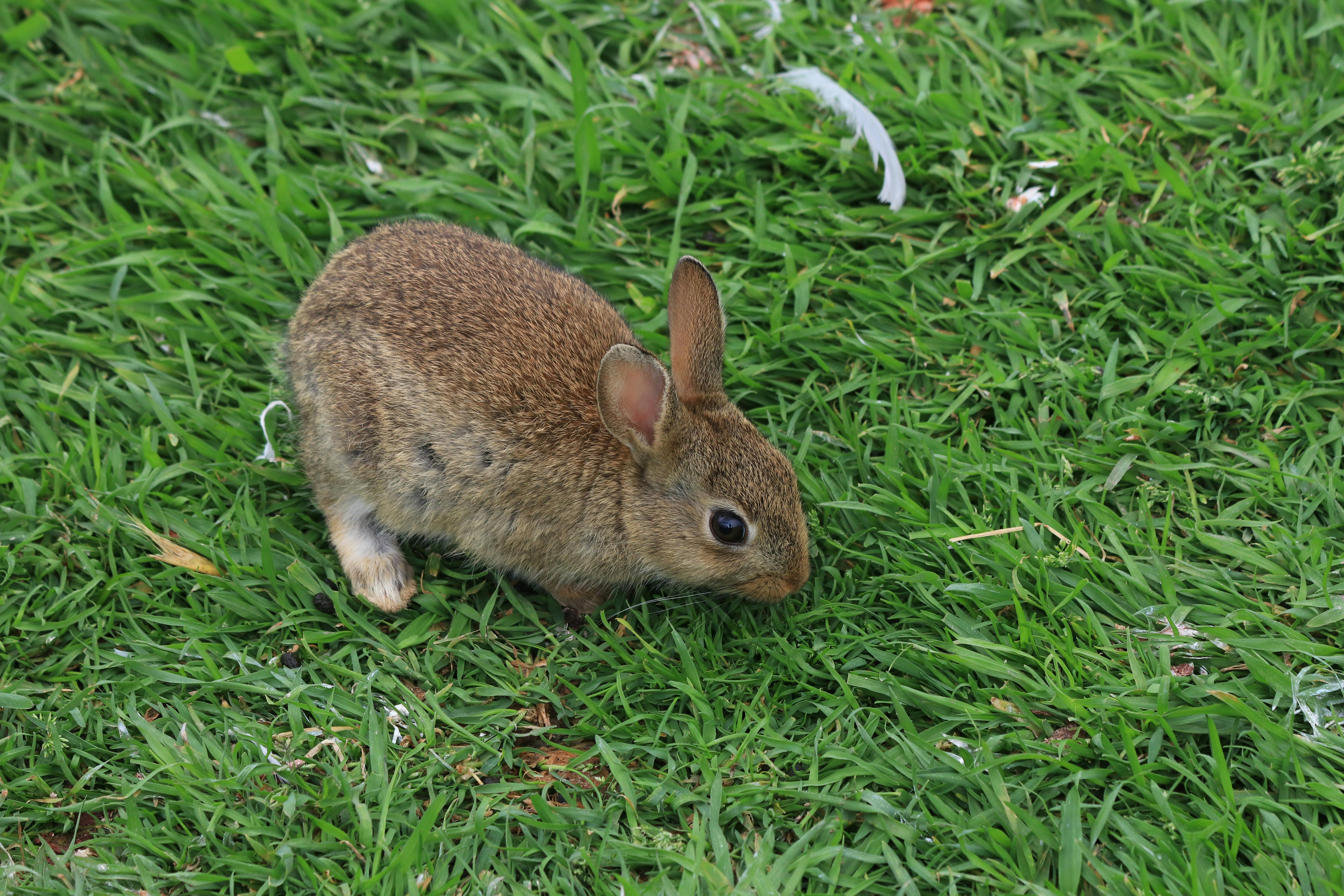 Brown Rabbit on Green Grass Field · Free Stock Photo