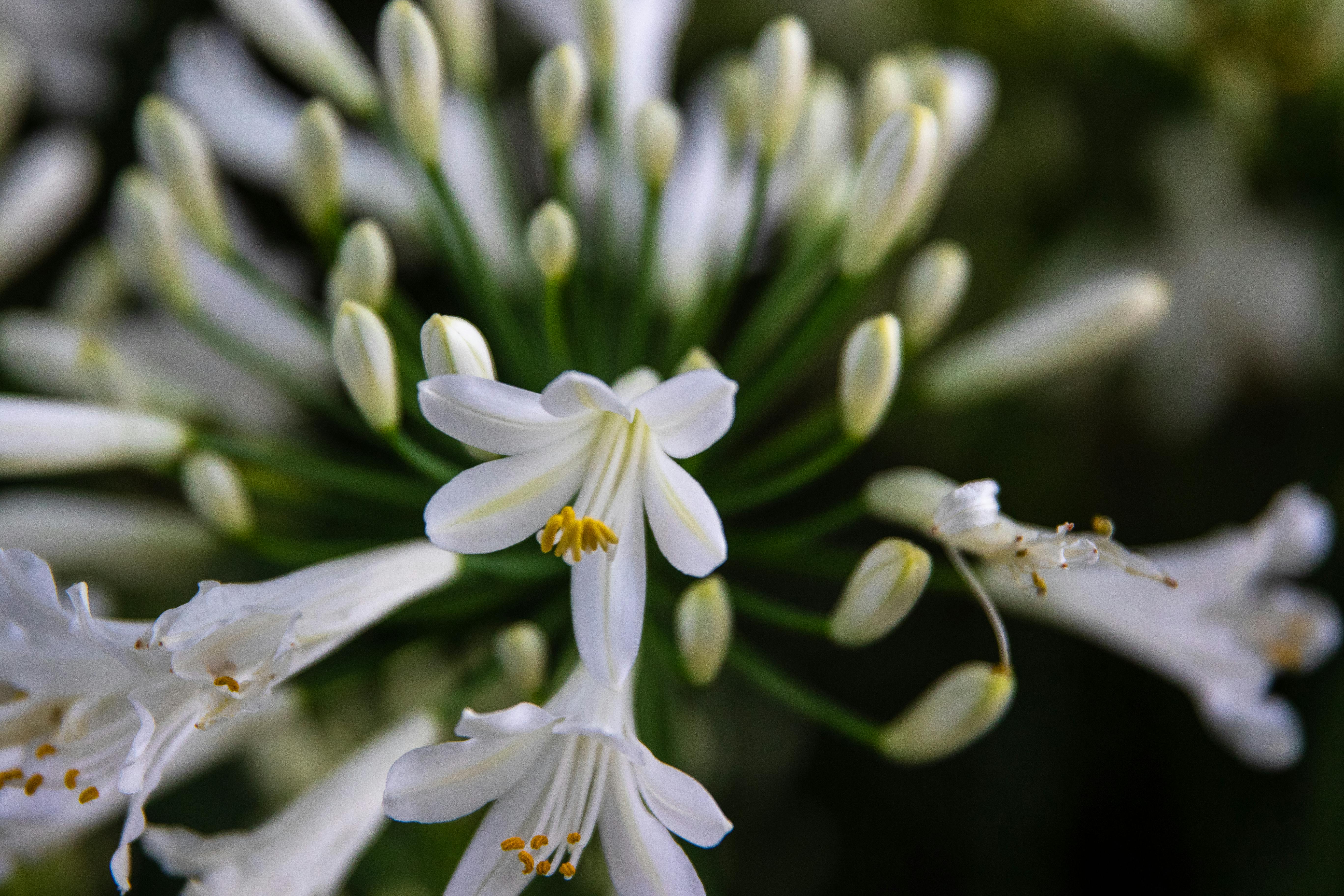 Selective Focus Photo of Blooming African Lily · Free Stock Photo