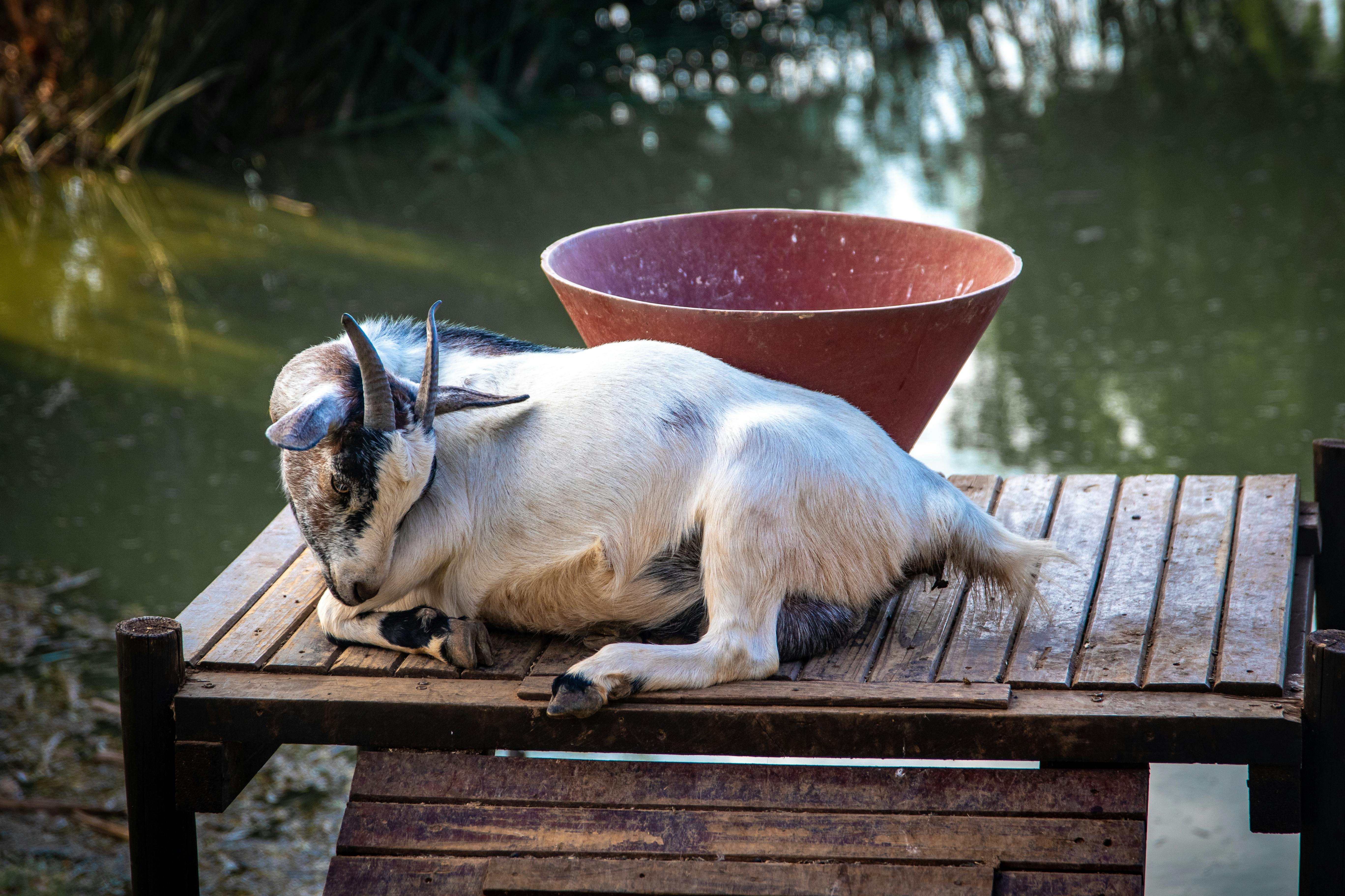 Compact Goat Photos, Download The BEST Free Compact Goat Stock Photos ...