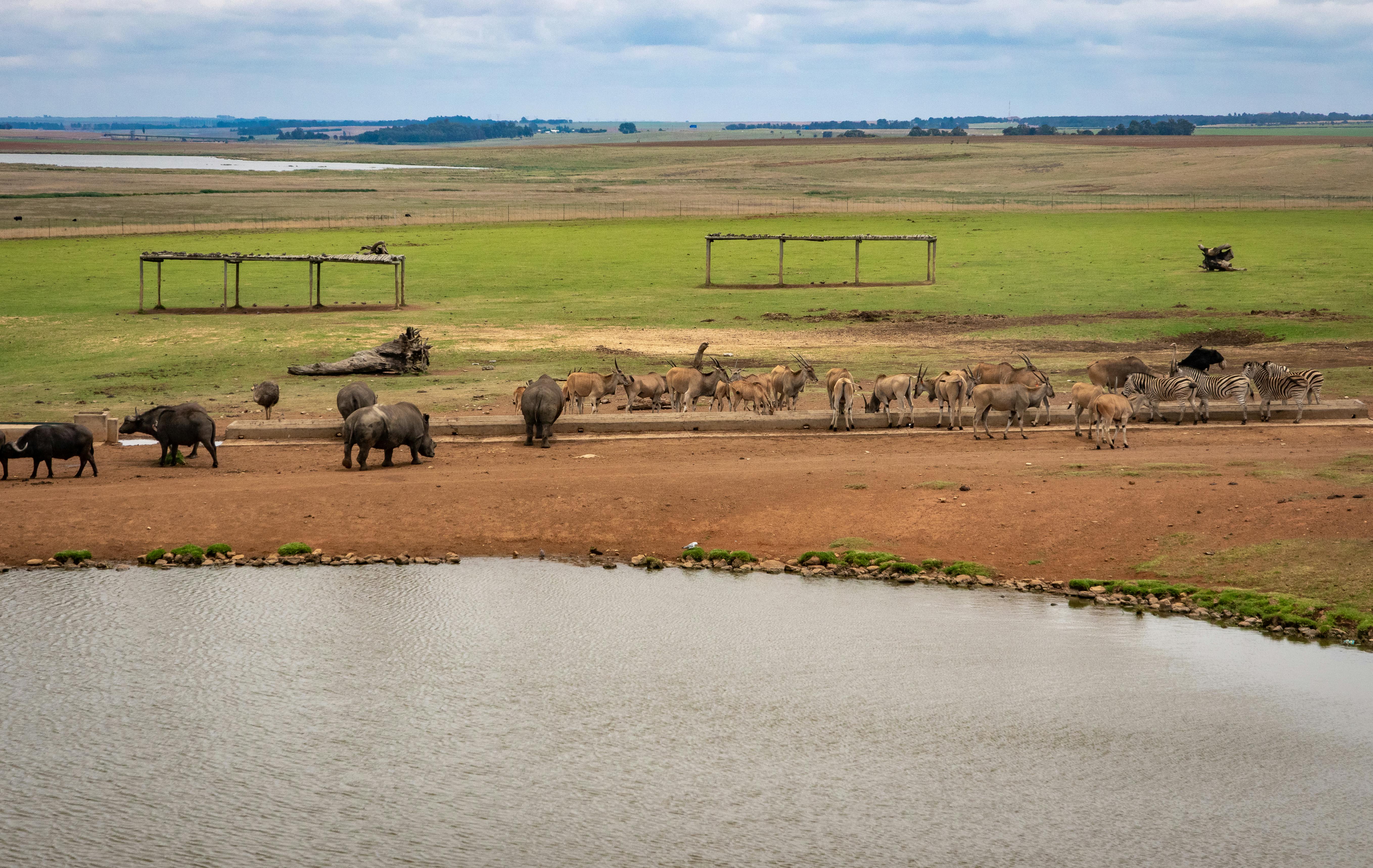 Animals Near a Lake · Free Stock Photo