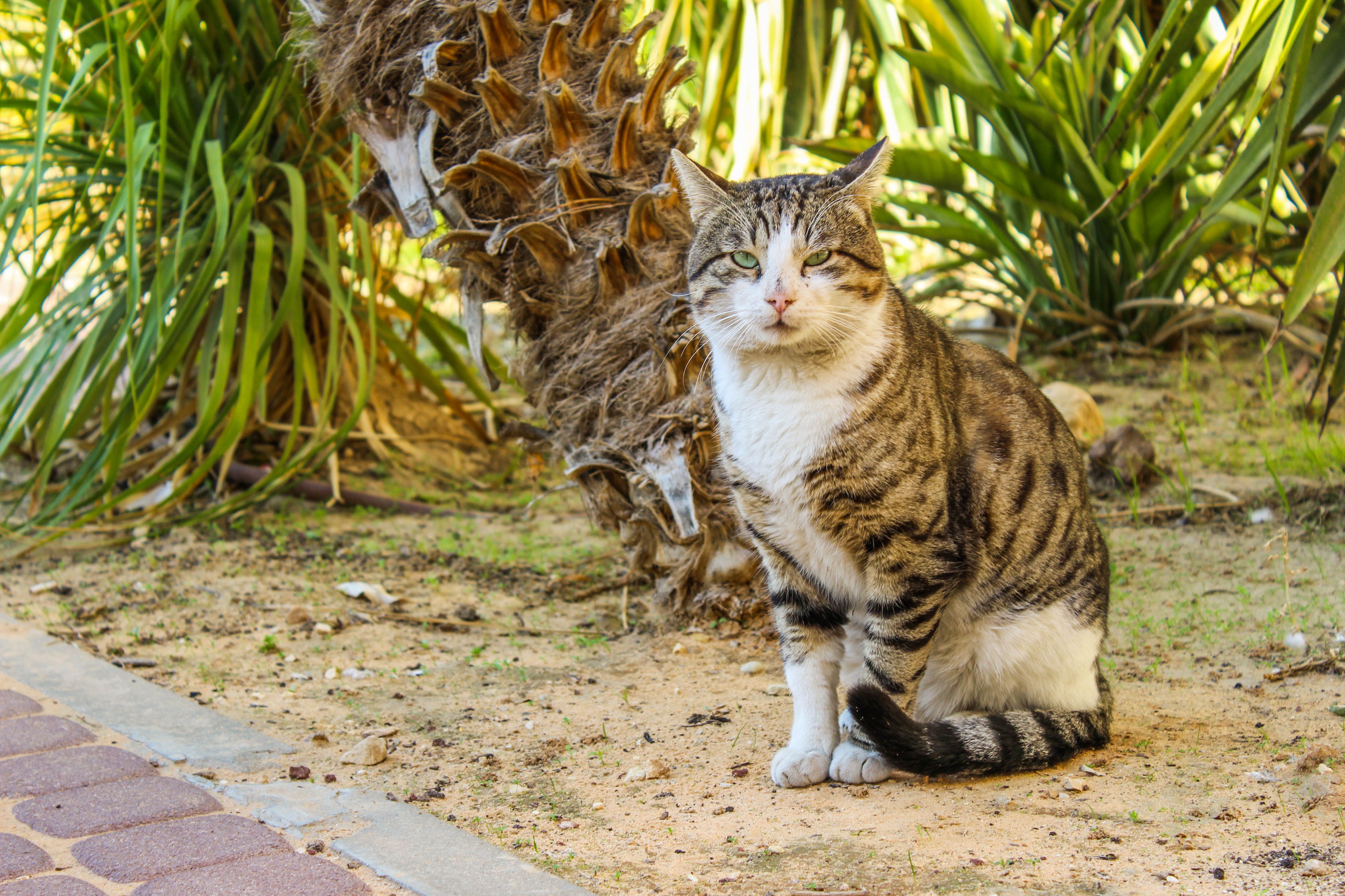 Free stock photo of animal, animal photography, animal portrait