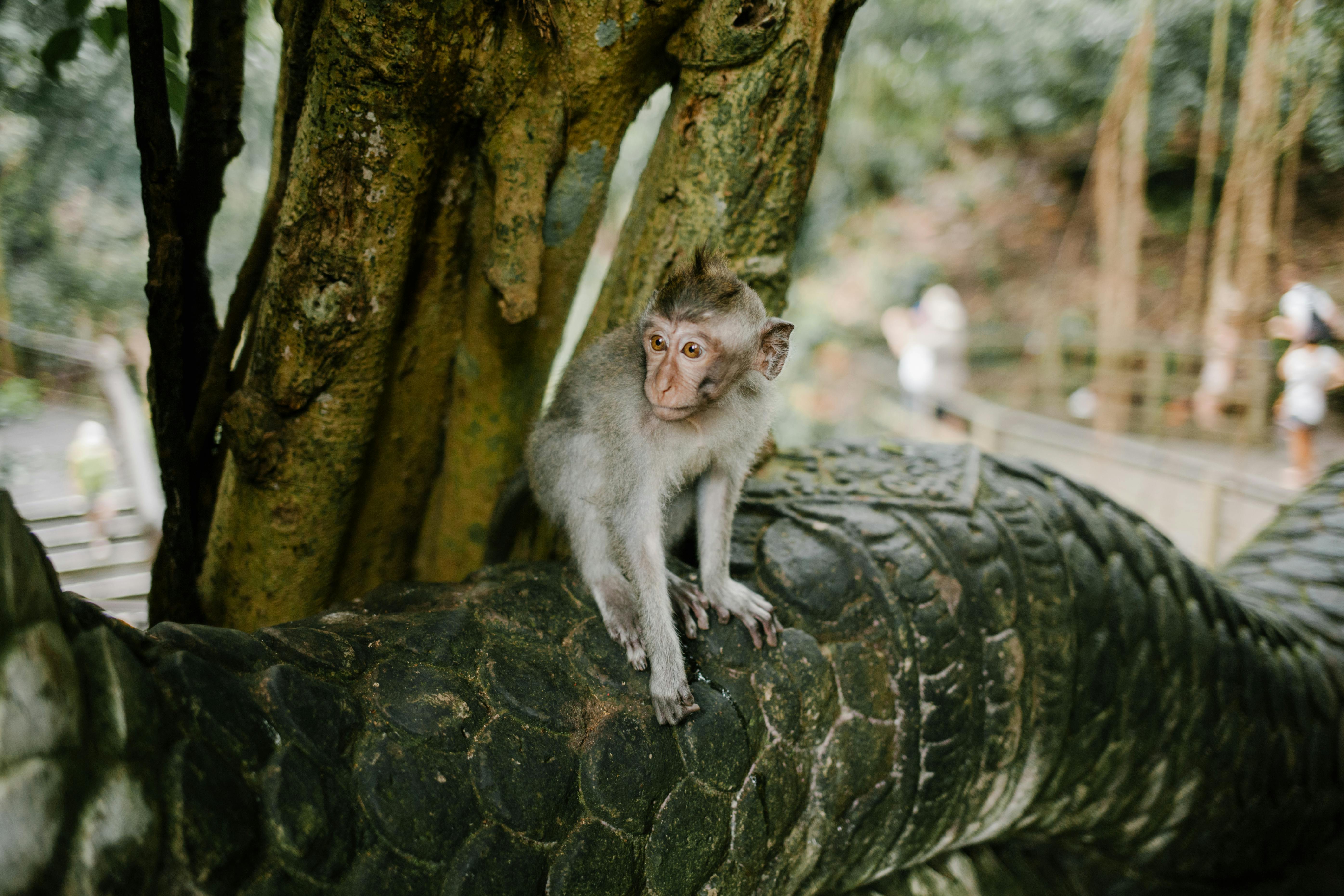 Animated Landscape Background Photos, Download The BEST Free Animated ...