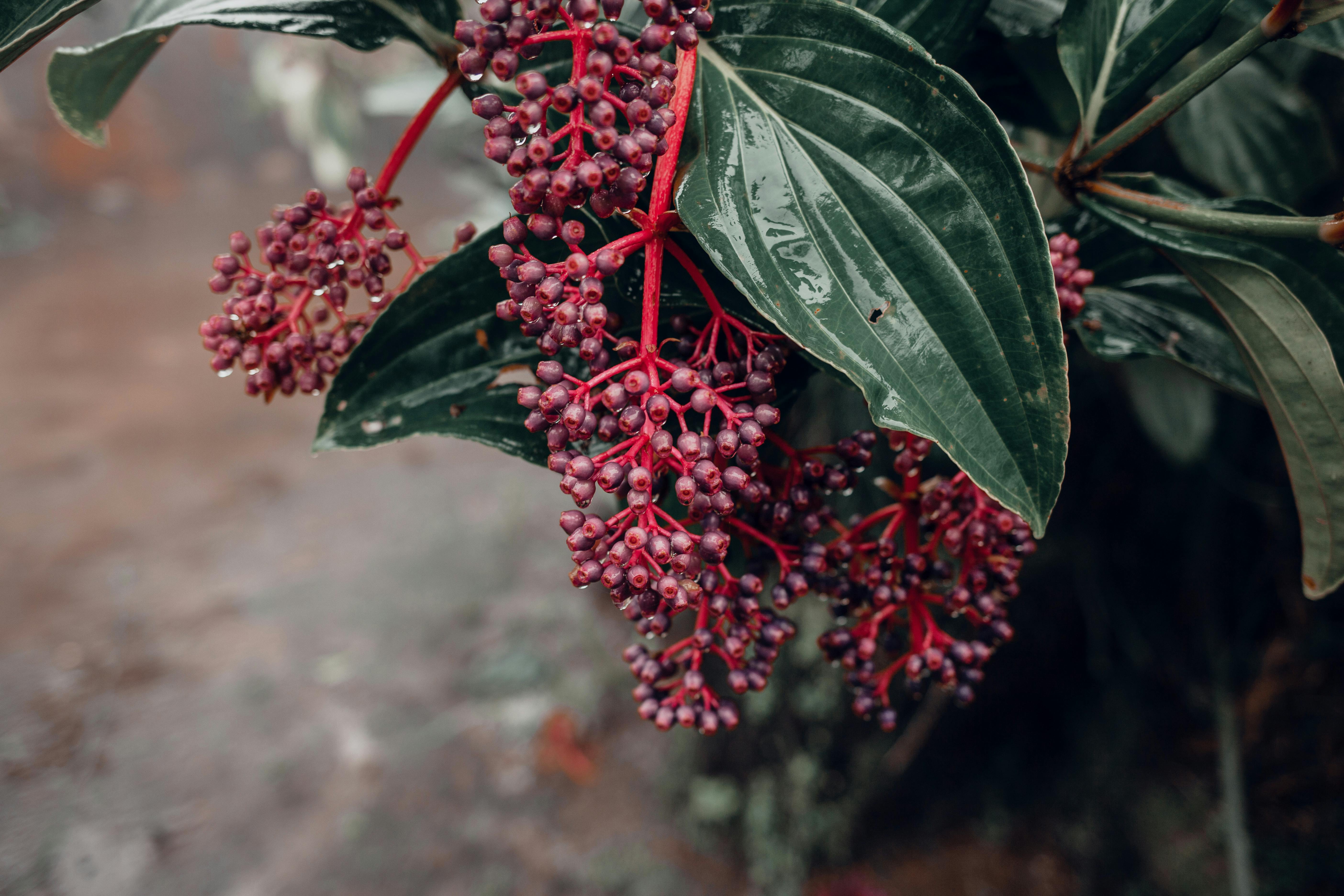Close-up of a Medinilla Flowering Plant · Free Stock Photo