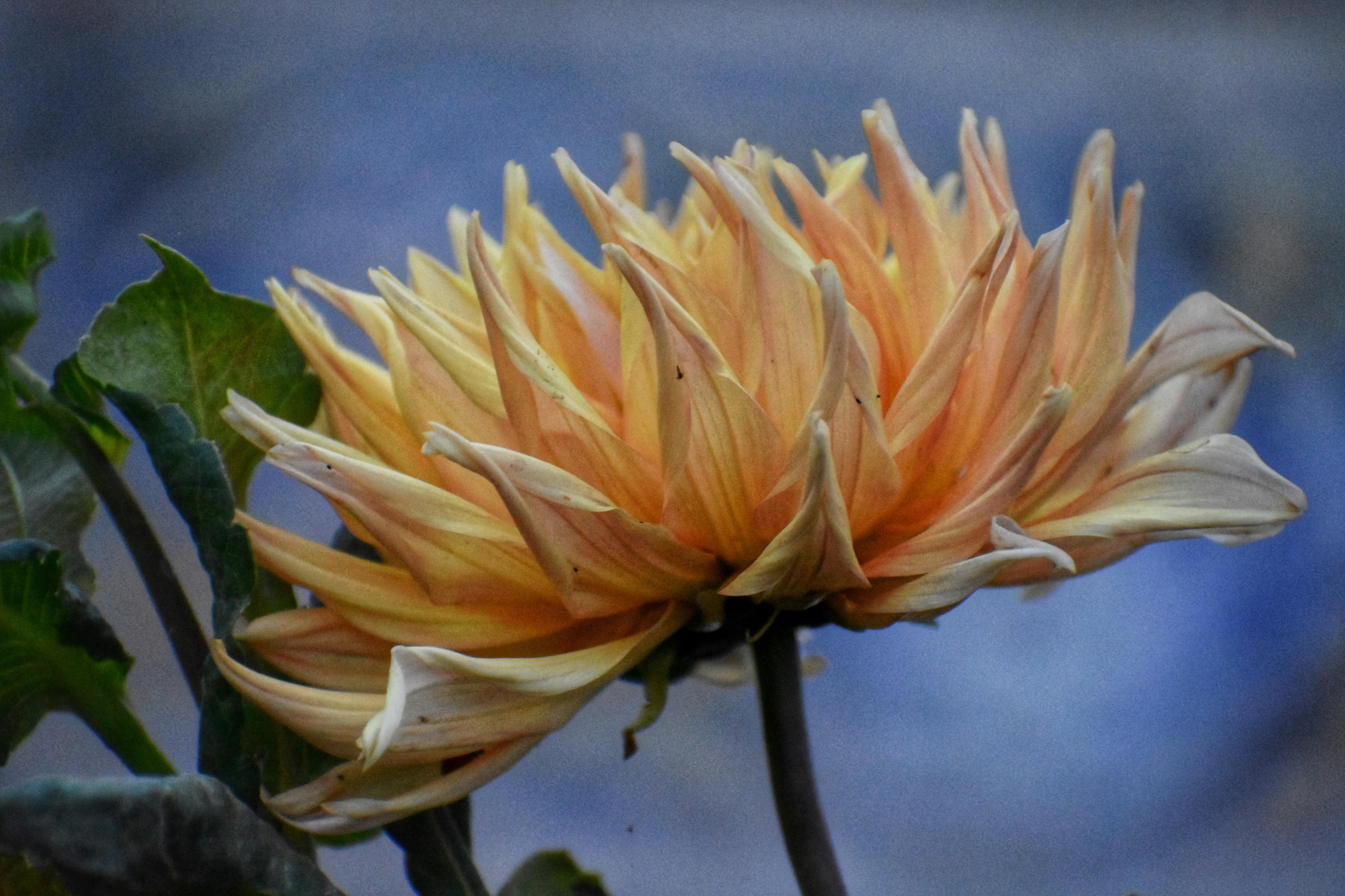 Free stock photo of beautiful flower, beautiful nature, flower